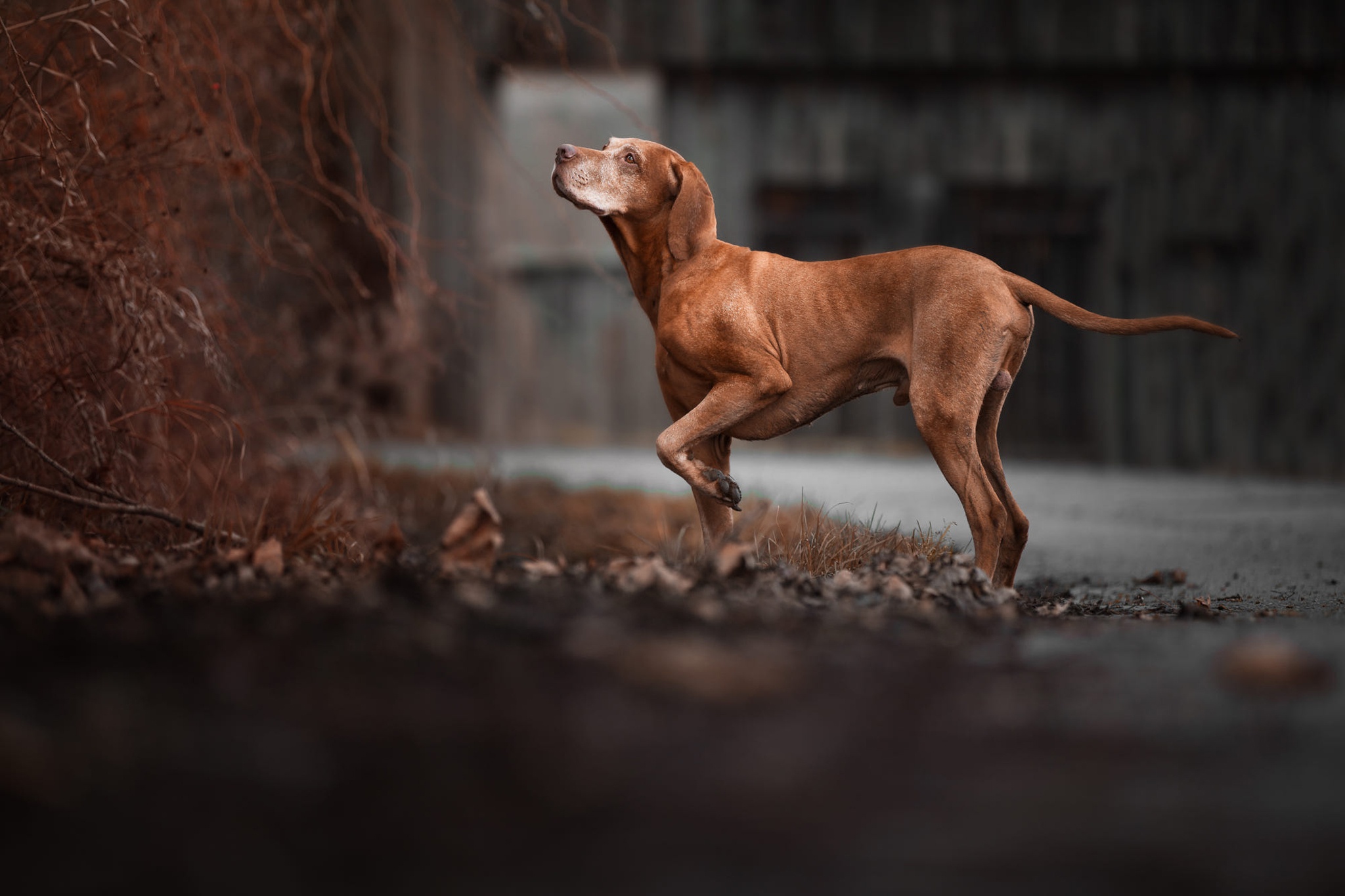 Weimaraner HD Wallpaper