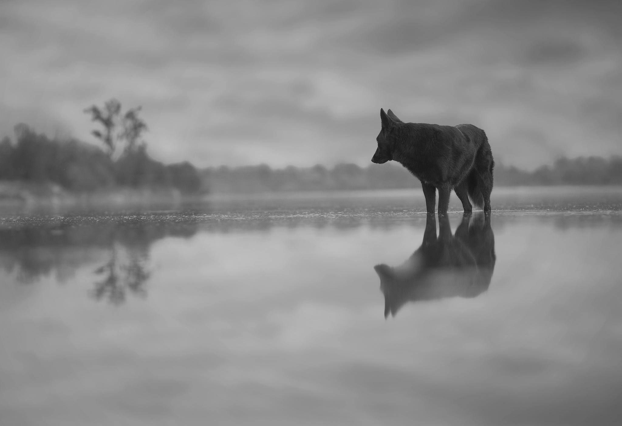 Download Black & White Reflection Water Animal Dog HD Wallpaper