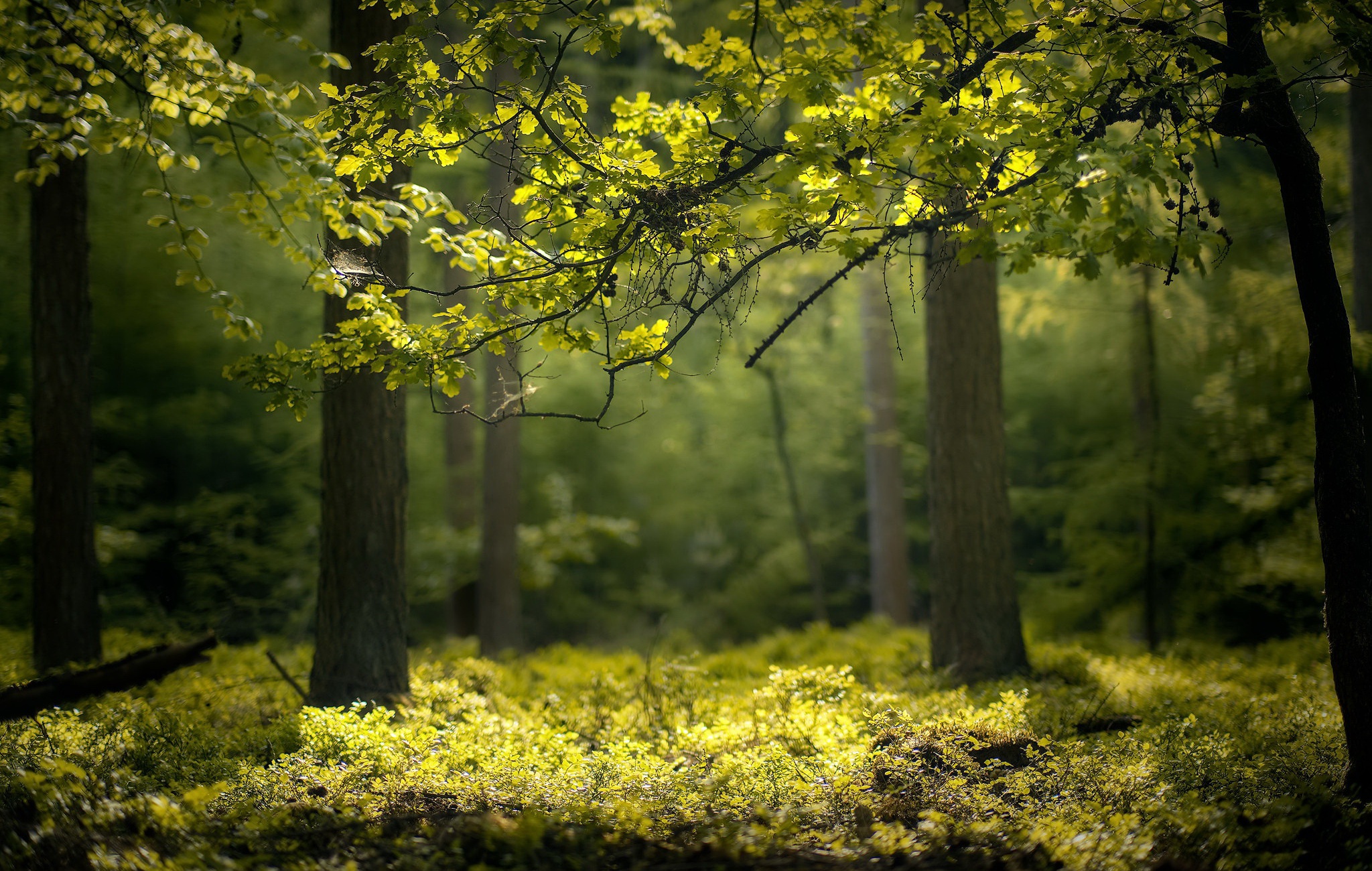 Download Nature Forest HD Wallpaper