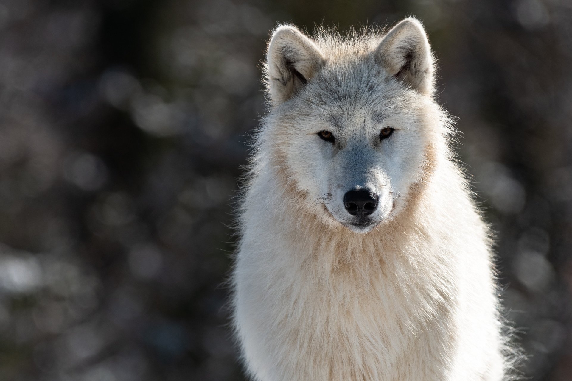 Majestic Arctic Wolf — 5K Ultra HD Wallpaper | 5120x3413 | Wallpaper Abyss