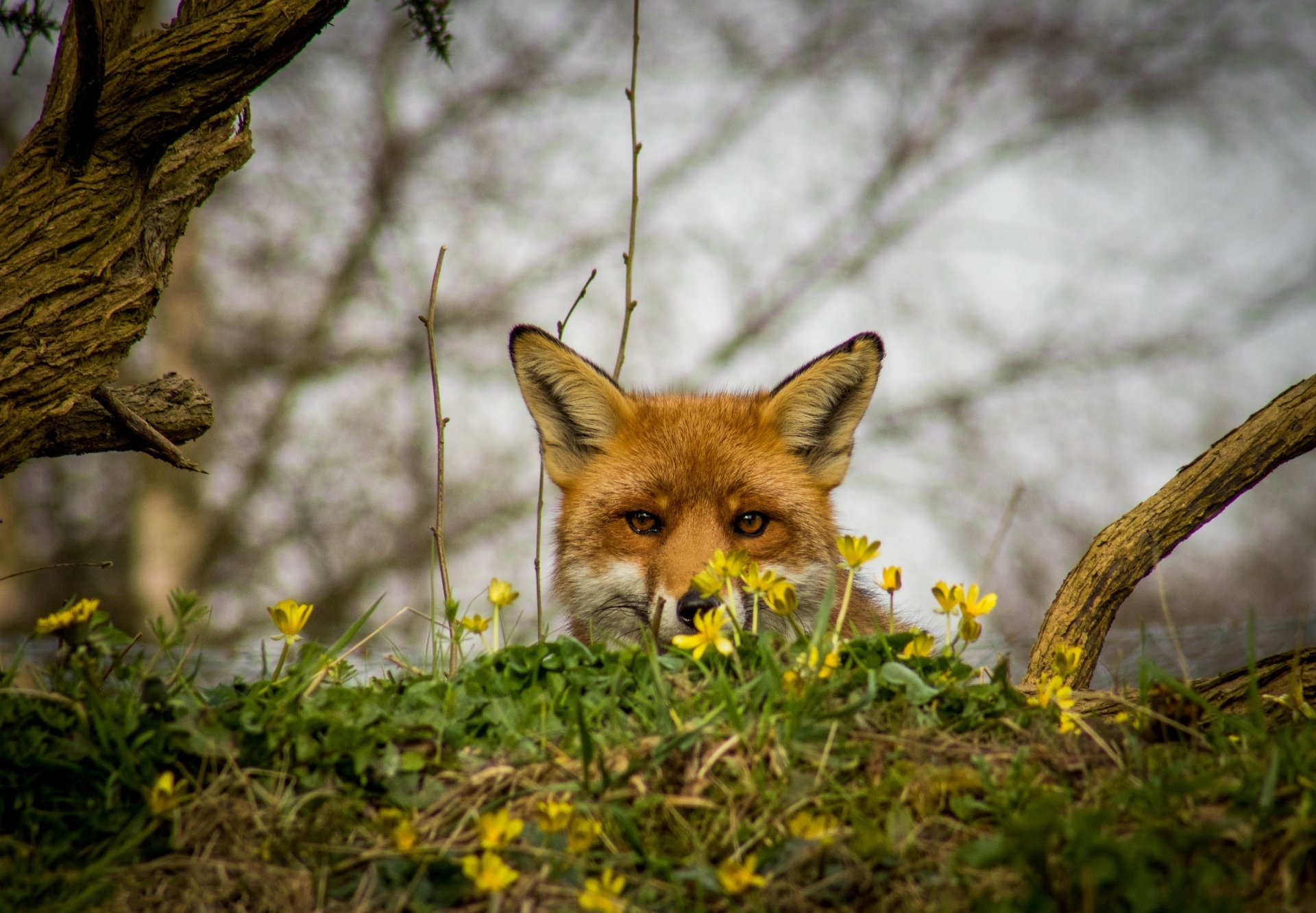 Download Animal Fox 4k Ultra HD Wallpaper