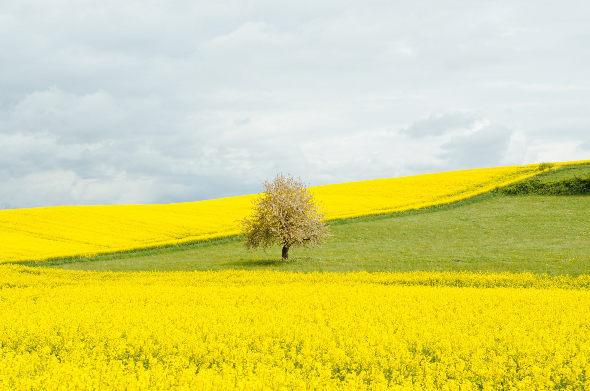 Golden Fields and Lonely Tree – 4K Ultra HD Nature Landscape Wallpaper ...