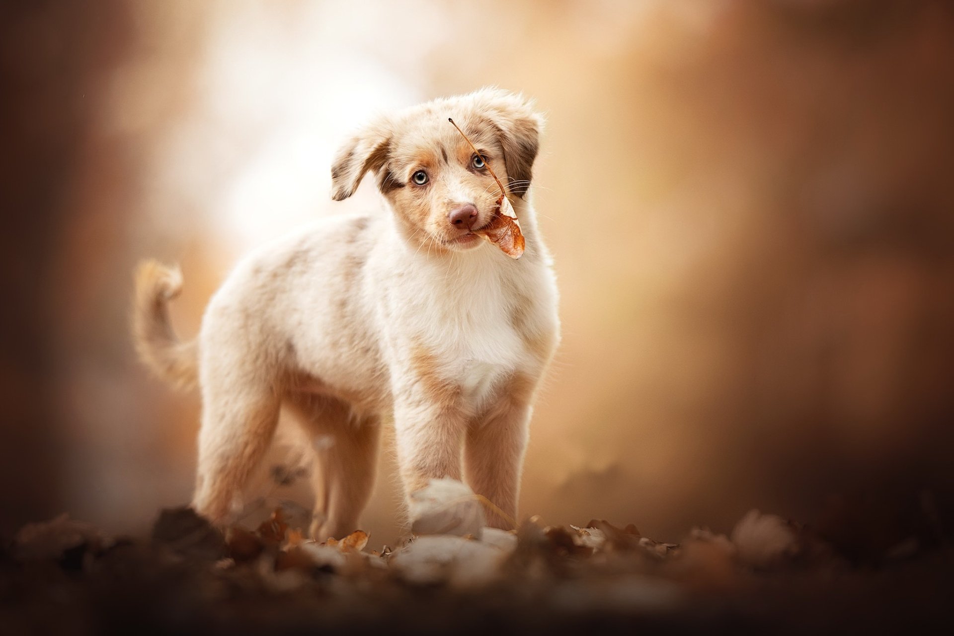 Download Fall Baby Animal Dog Animal Puppy HD Wallpaper | 2048x1366 ...
