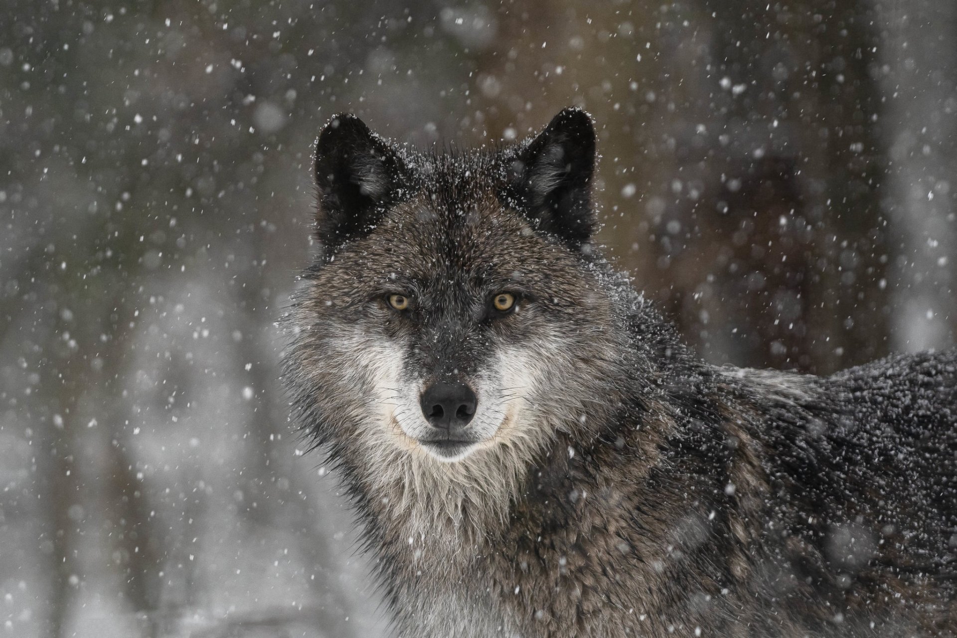 Download Stare Snowfall Animal Wolf HD Wallpaper