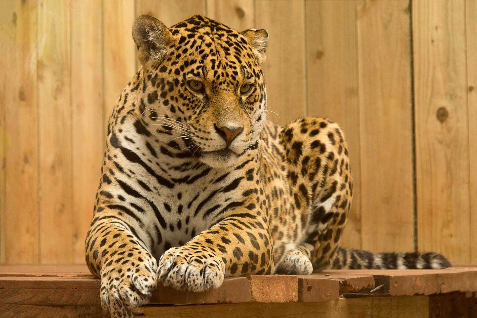 Download Animal Leopard HD Wallpaper