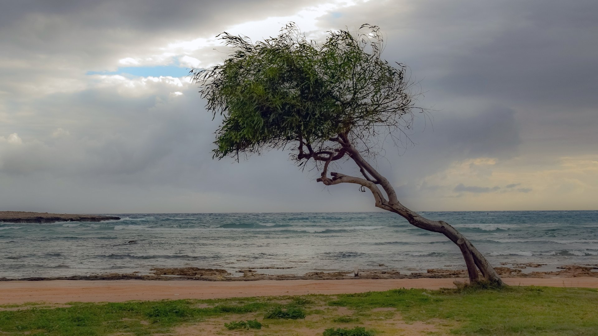 4K Ultra HD — Windbent Beach Tree by the Sea | 3840x2160 | Wallpaper Abyss