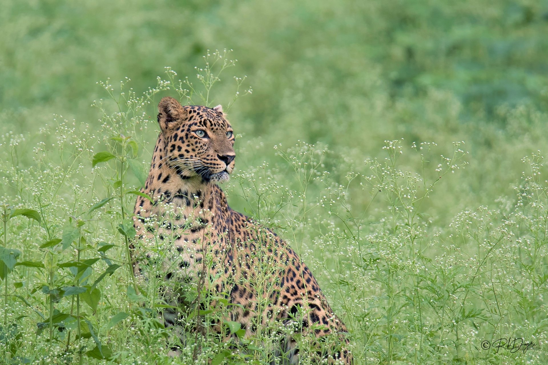Leopard Majesty - HD Wildlife Wallpaper | 2250x1500 | Wallpaper Abyss