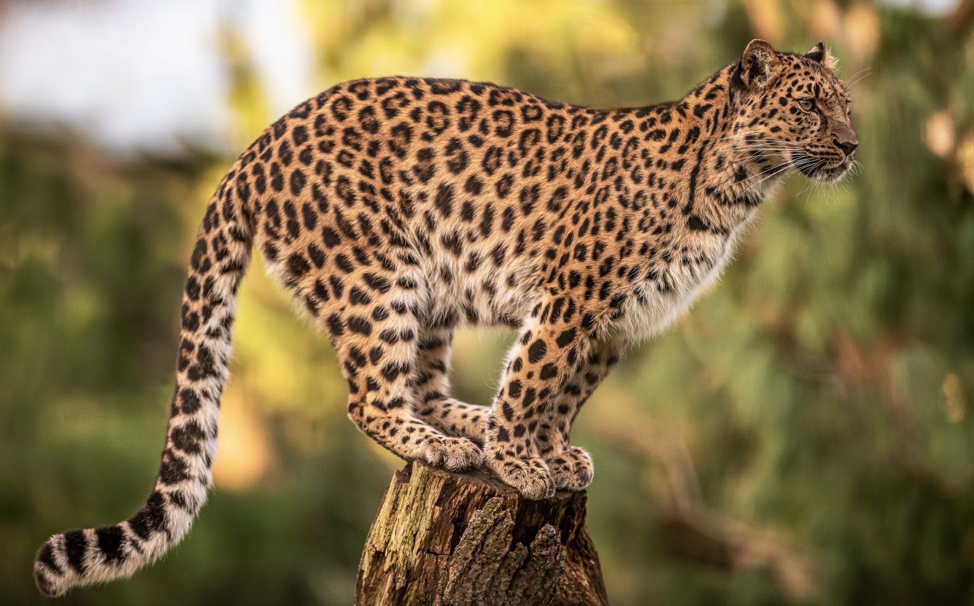 Majestic Leopard in 4K Ultra HD – Stunning Wildlife Wallpaper