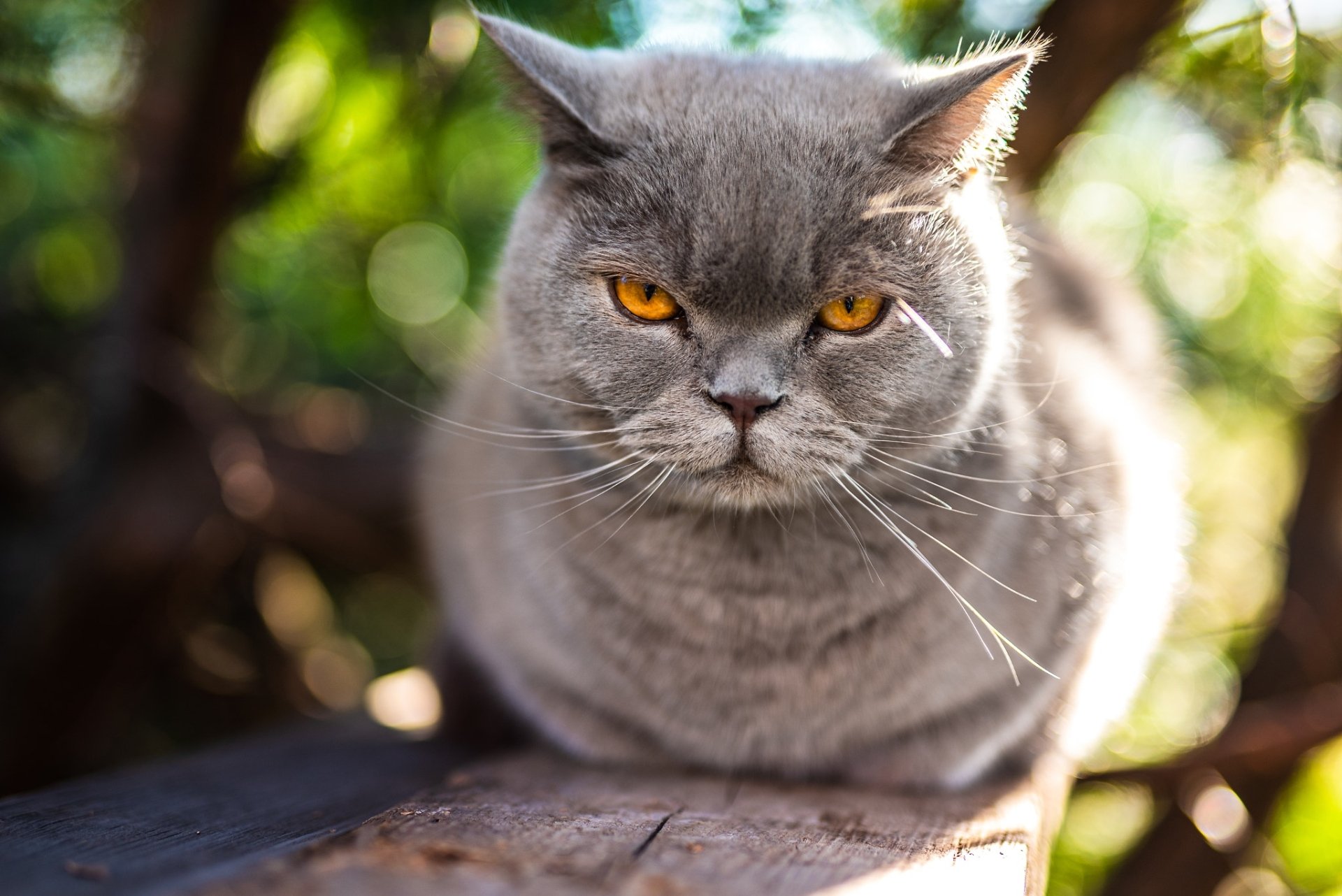 Download Stare Animal Cat HD Wallpaper
