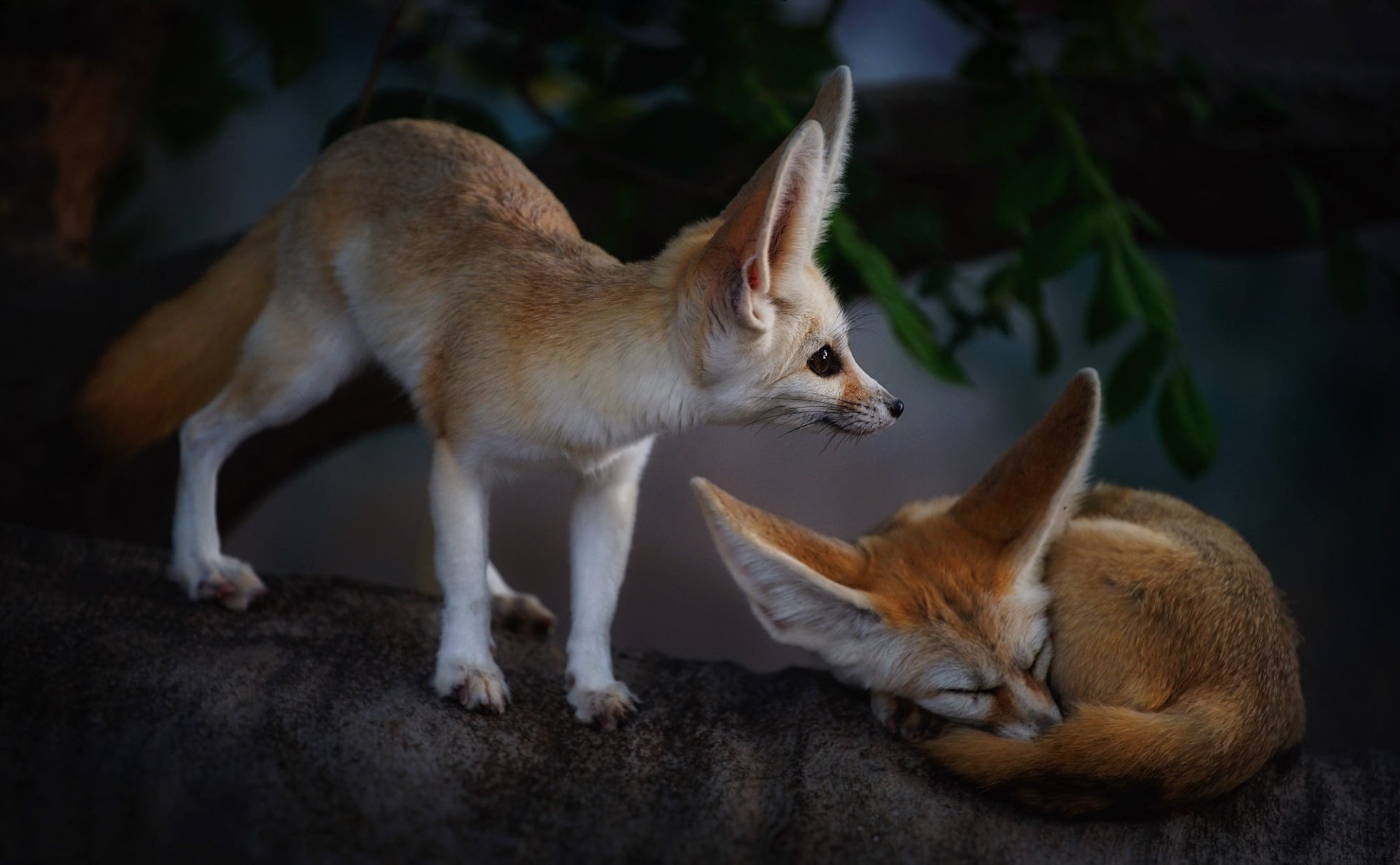 Download Animal Fennec Fox HD Wallpaper