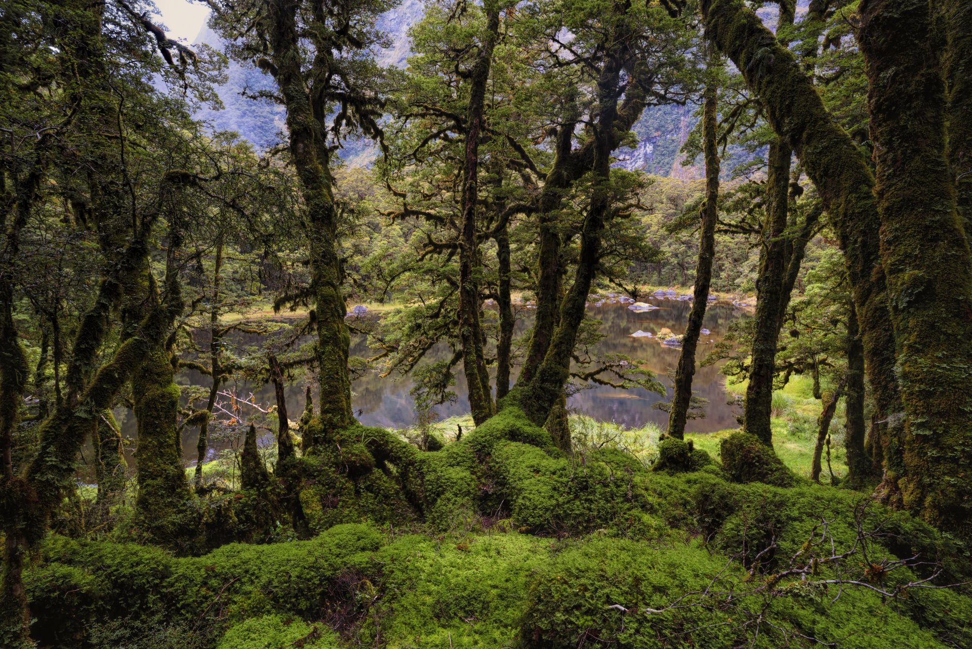 8K Ultra HD Forest: Enchanted Trees of Nature's Majesty by StarCitizen