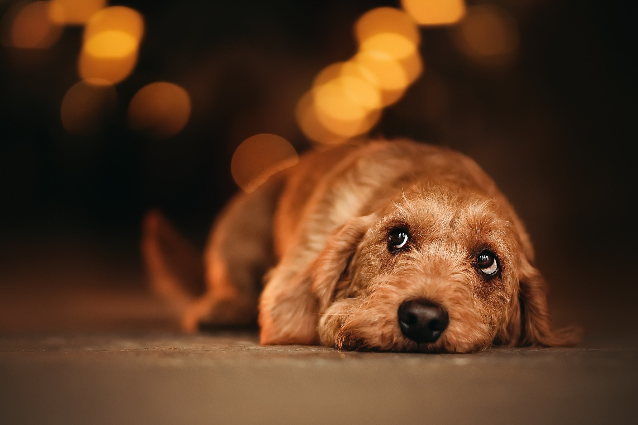 Download Bokeh Animal Dog HD Wallpaper