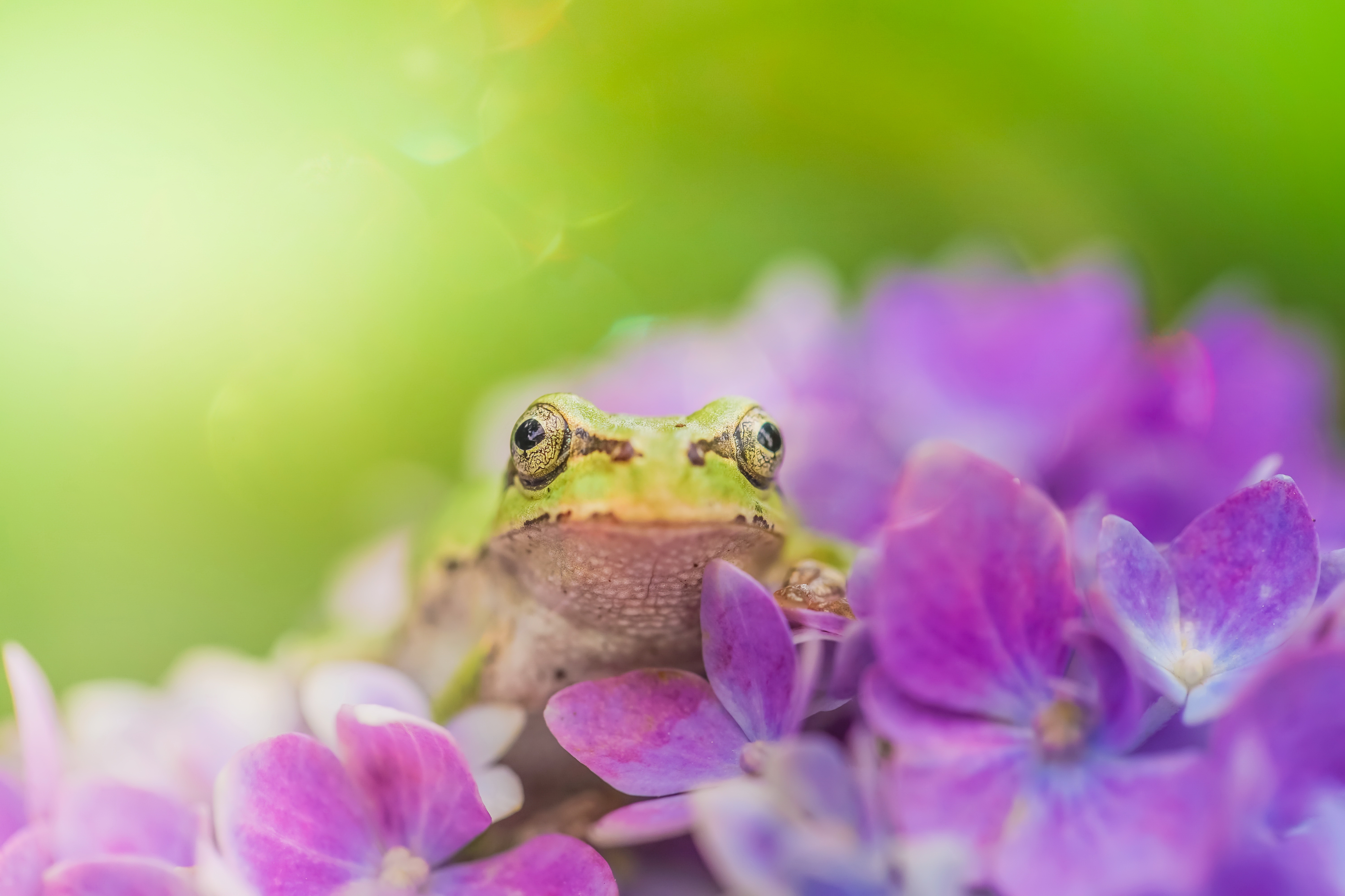 Download Purple Flower Amphibian Flower Animal Frog 4k Ultra HD Wallpaper