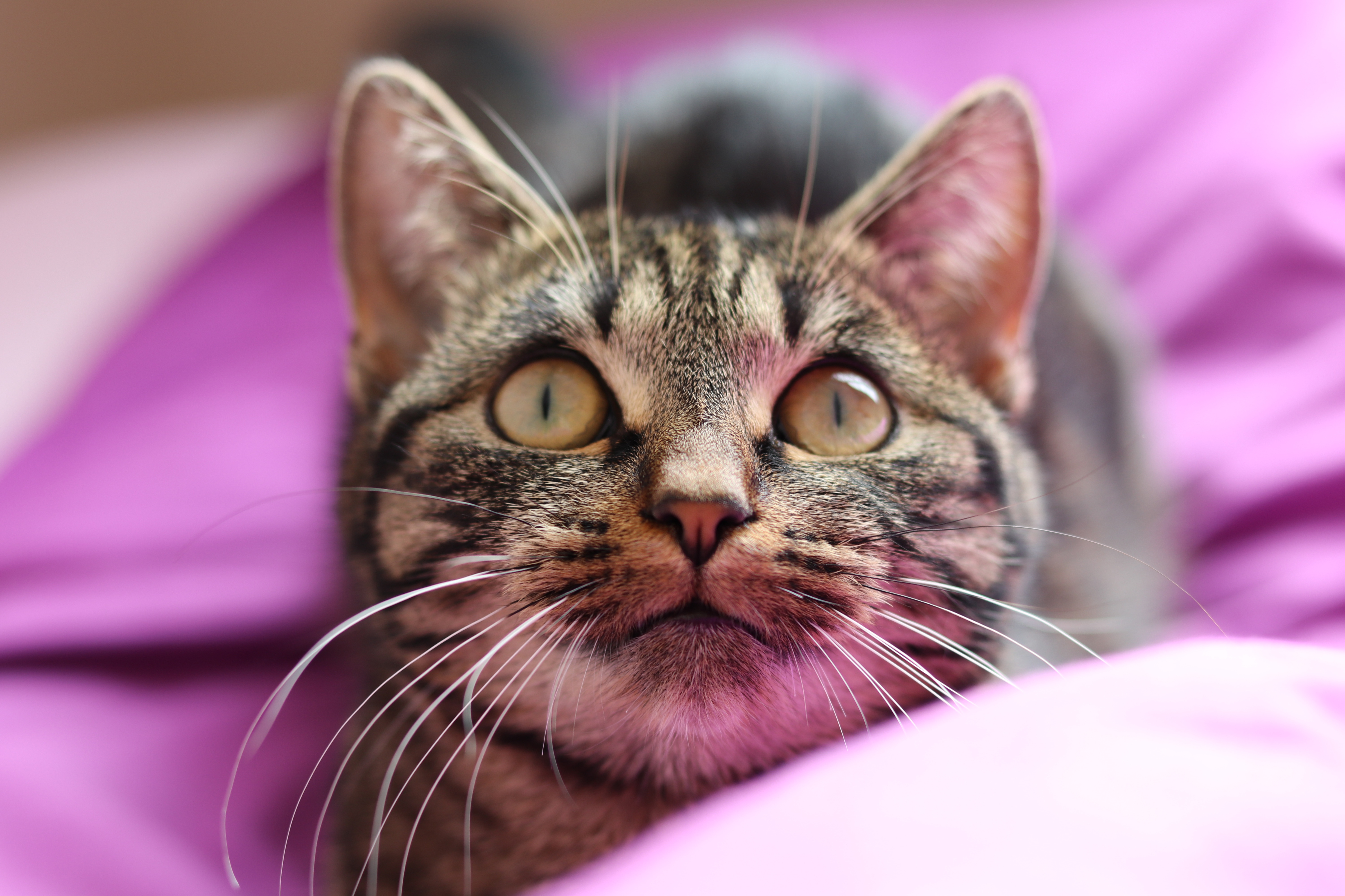 Download Stare Animal Cat 4k Ultra HD Wallpaper