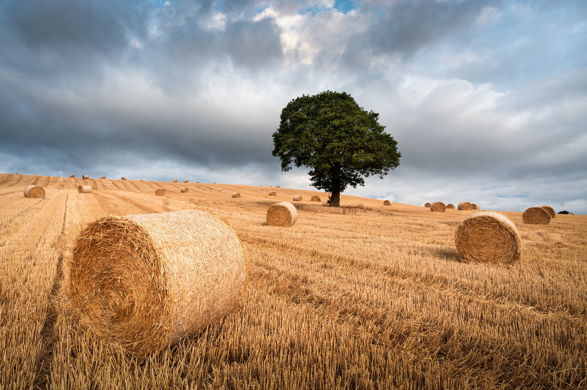 Download Nature Tree Summer Field Haystack HD Wallpaper