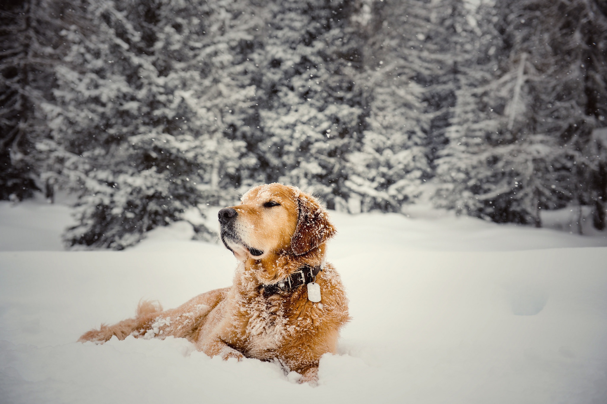 Dog Snow Wallpapers Hd Dogs In The Snow! Just Look At Your Little Pups