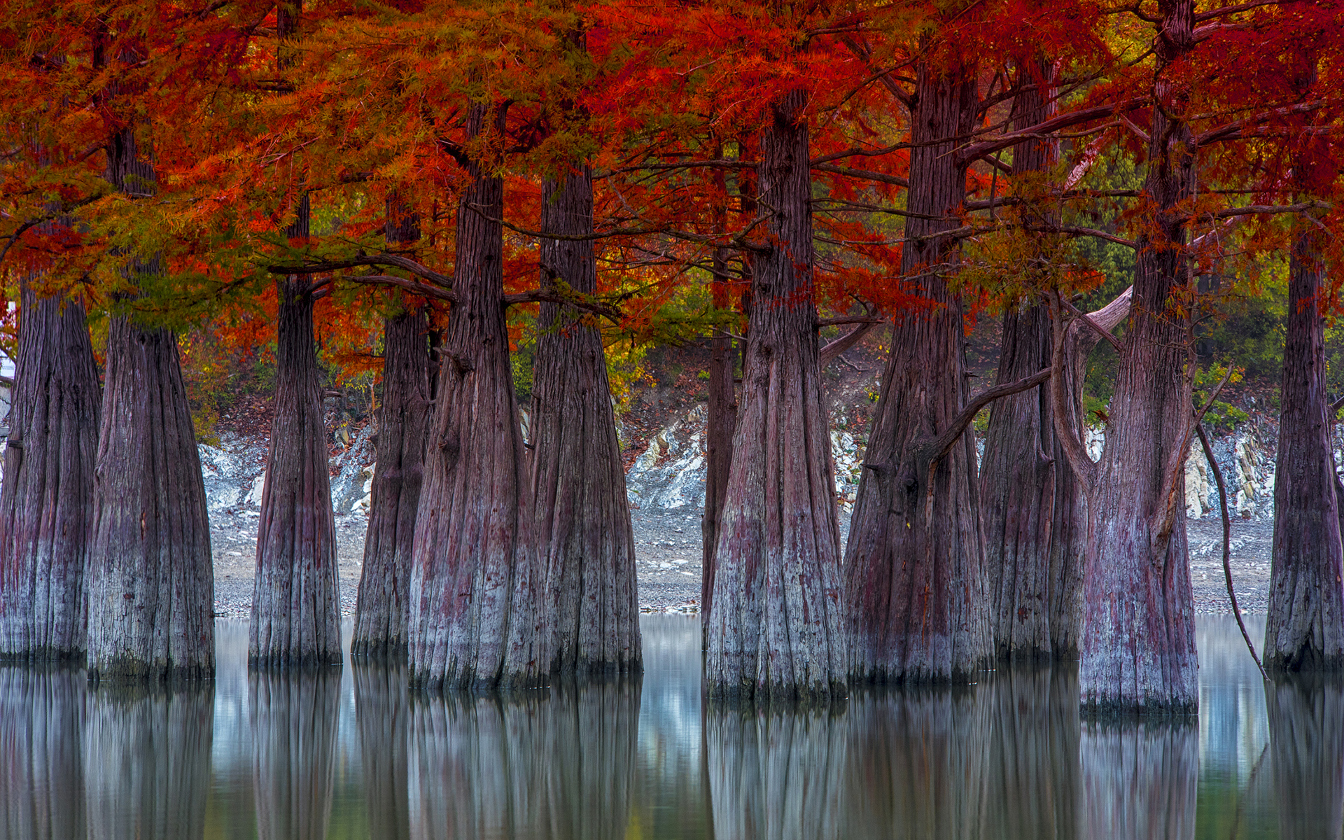 Autumn Serenity: Stunning HD Trees Embracing Nature’s Calm