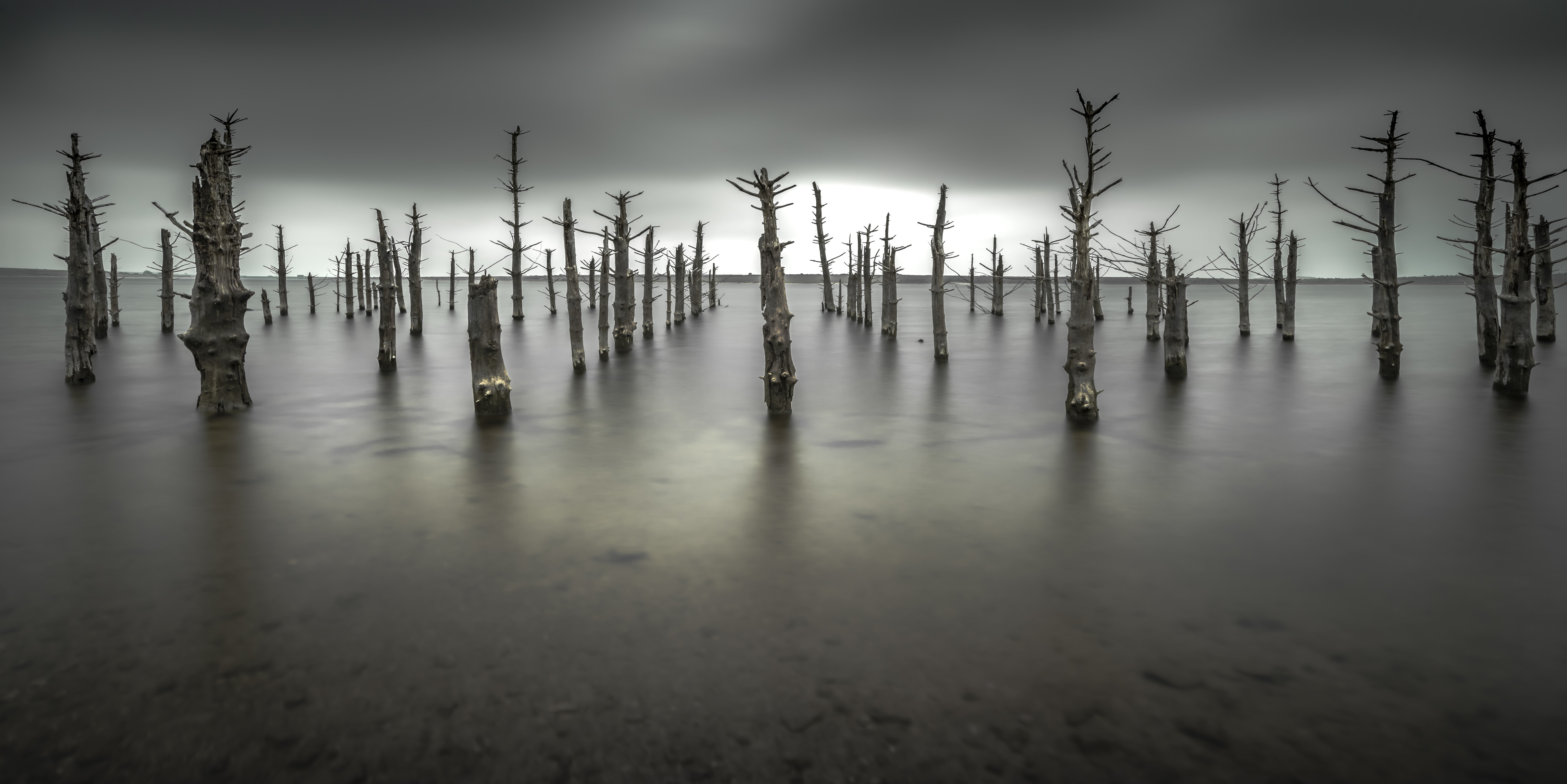 Download Water Tree Nature Landscape 4k Ultra HD Wallpaper