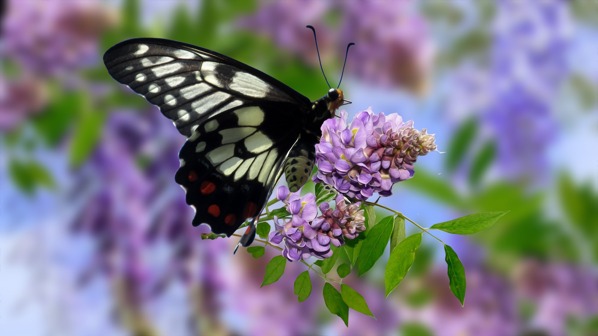 Download Animal Butterfly HD Wallpaper