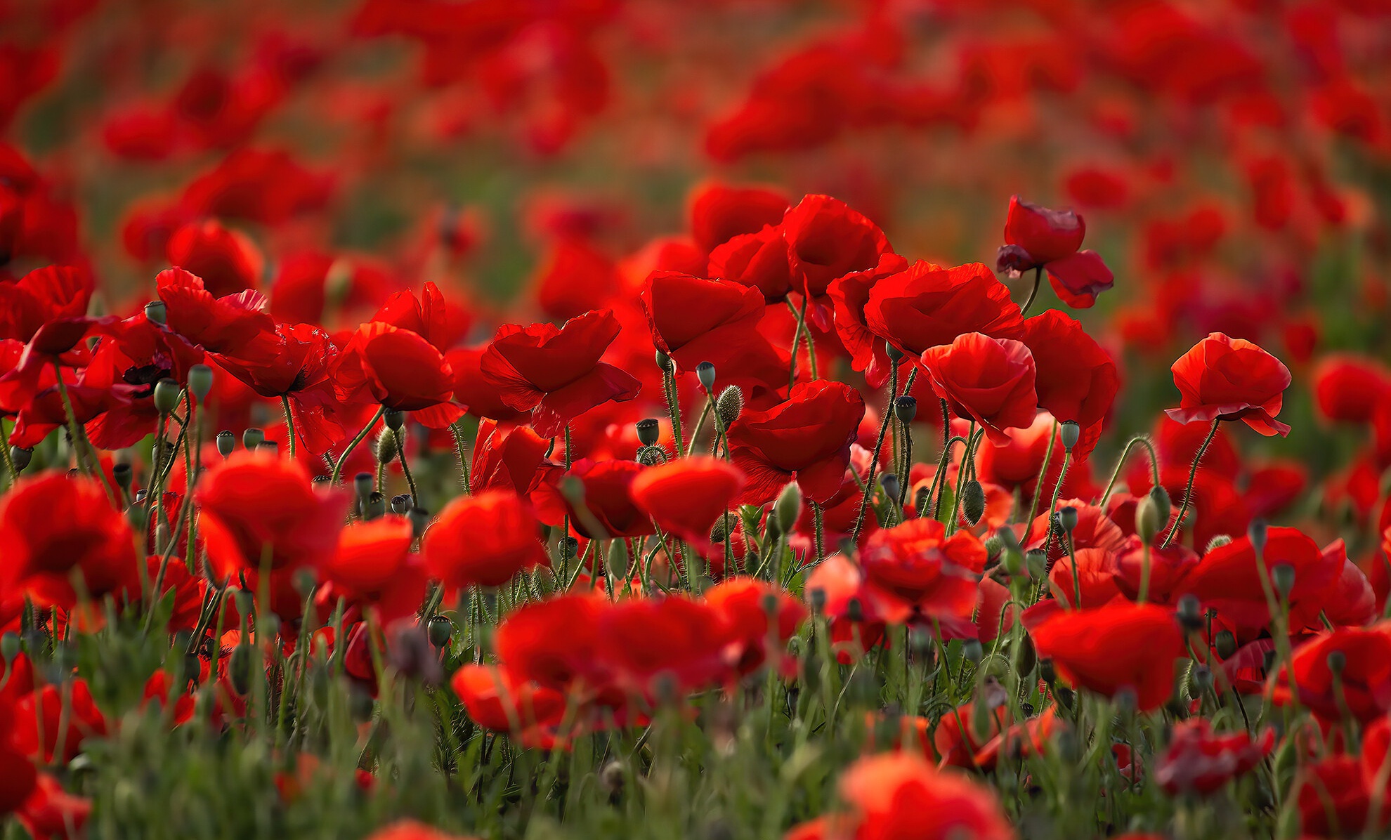 Download Summer Red Flower Flower Nature Poppy HD Wallpaper