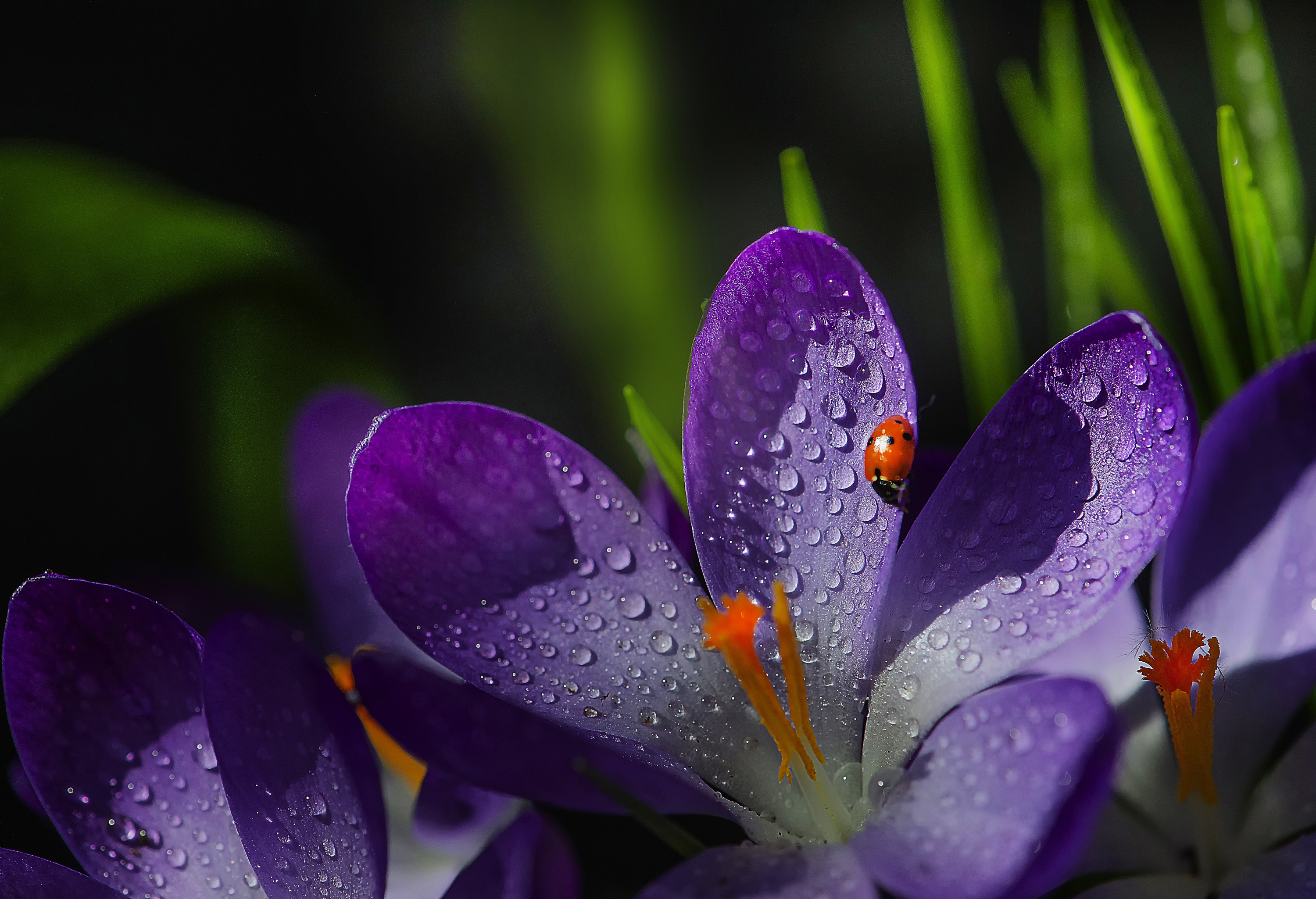 Download Insect Crocus Macro Water Drop Animal Ladybug HD Wallpaper