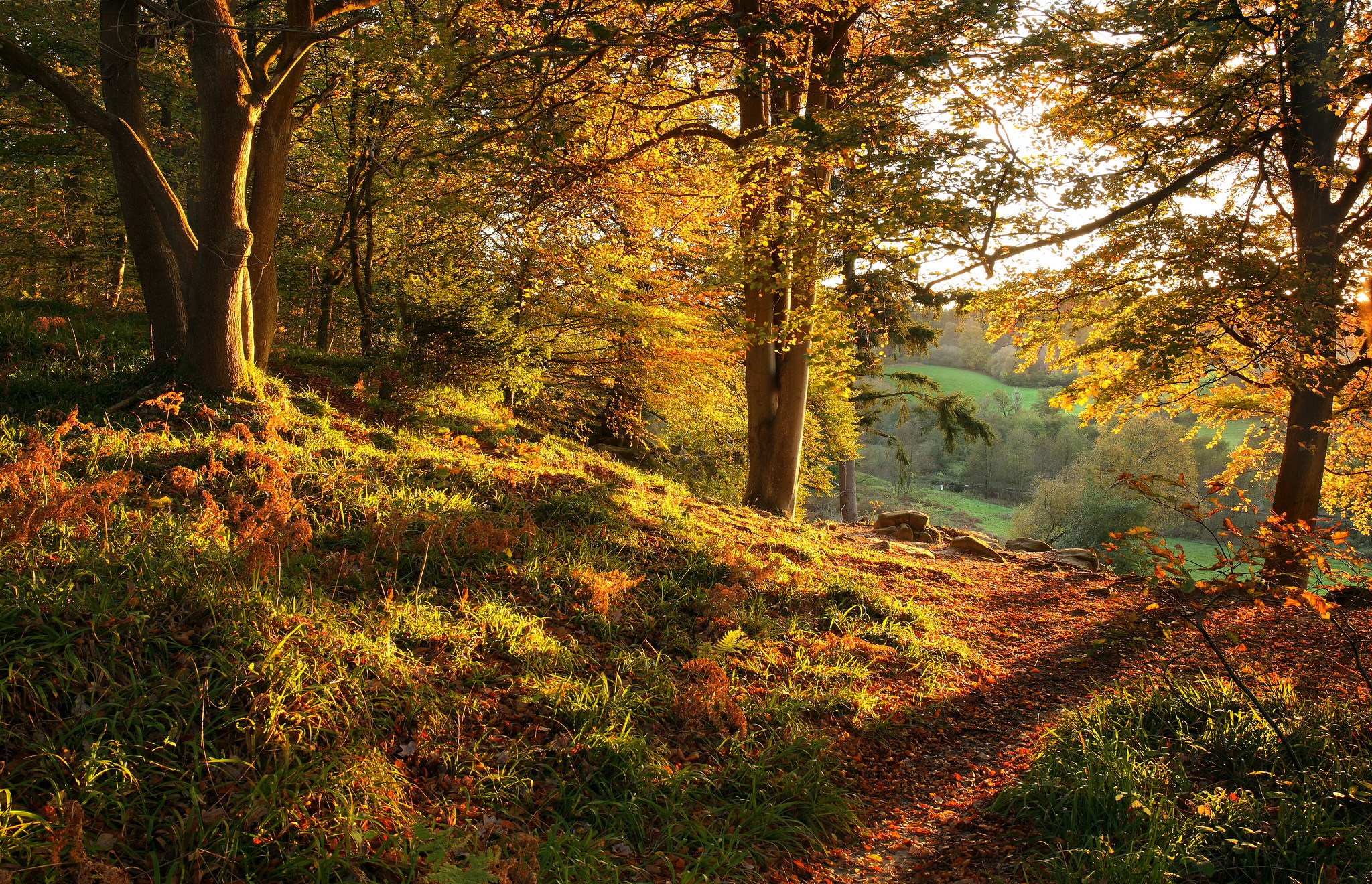 Download Tree Forest Fall Nature Path HD Wallpaper