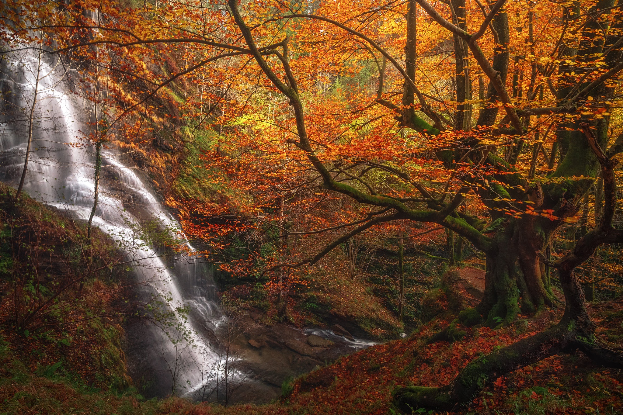 Download Spain Tree Forest Fall Nature Waterfall HD Wallpaper
