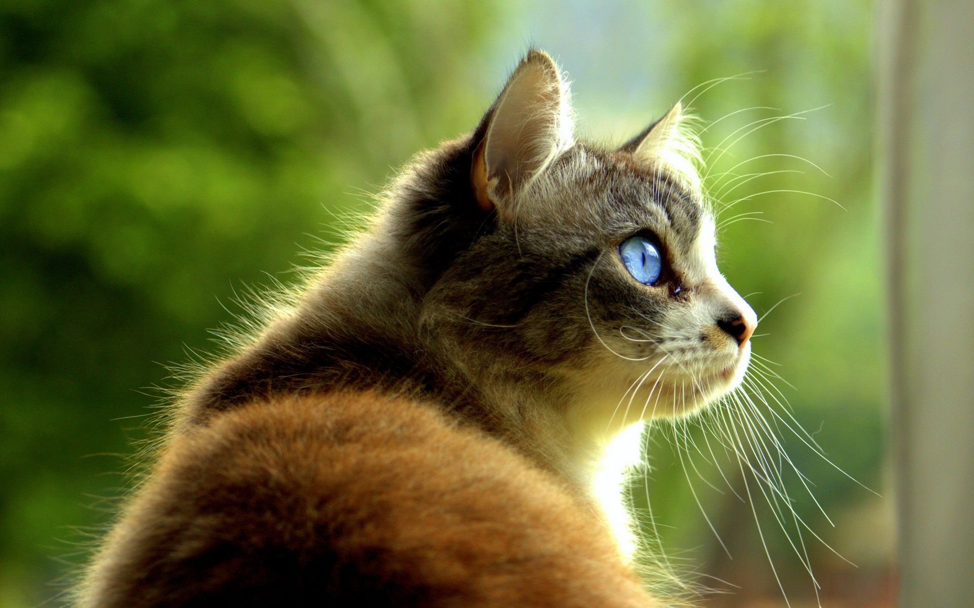 Download Animal Cat HD Wallpaper | 1920x1200 | Wallpaper Abyss