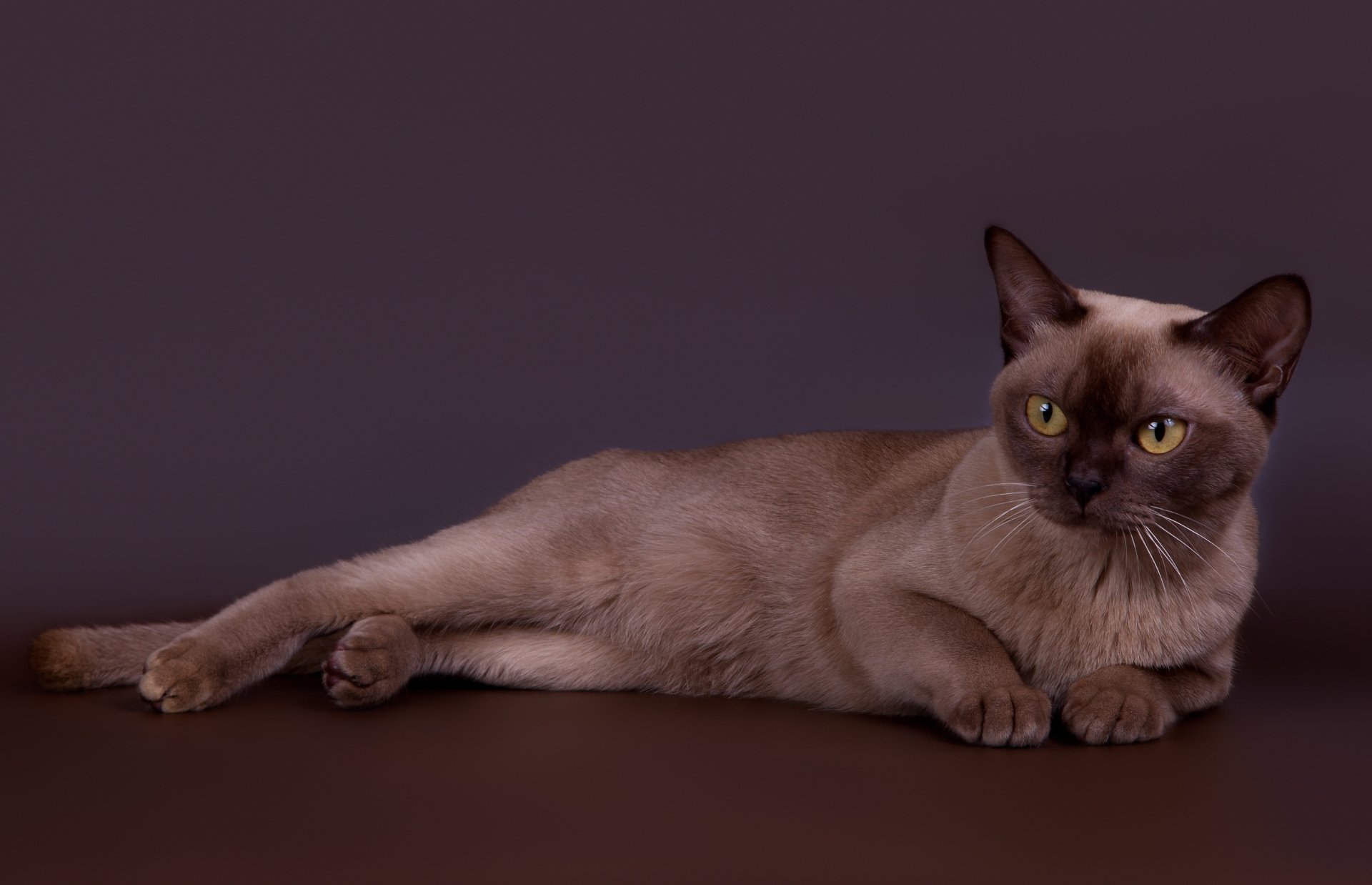 Sleek Cocoa Cat — 2K Quad HD Wallpaper | 3000x1934 | Wallpaper Abyss