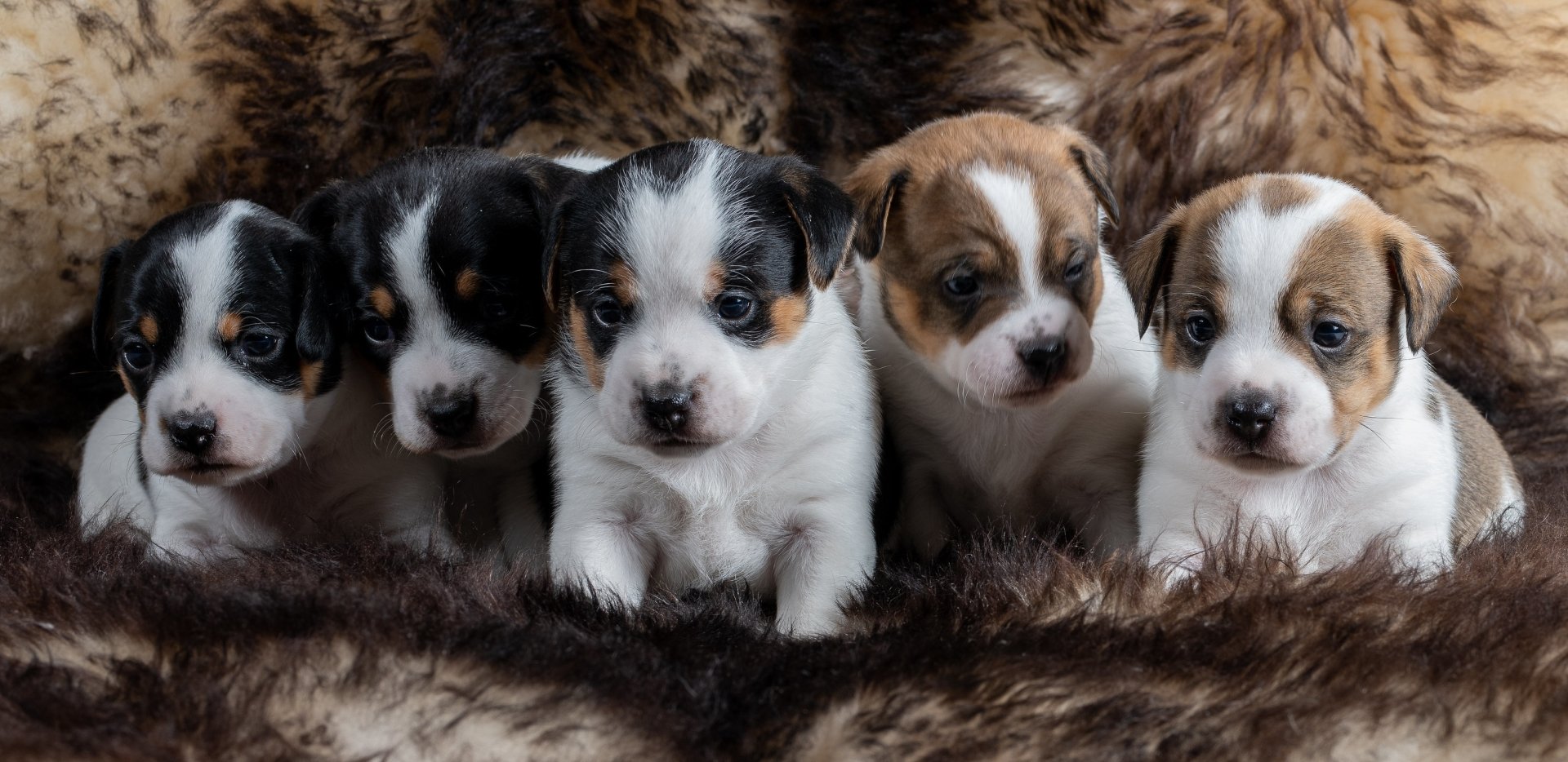 Download Baby Animal Dog Animal Puppy HD Wallpaper | 3072x1495 ...