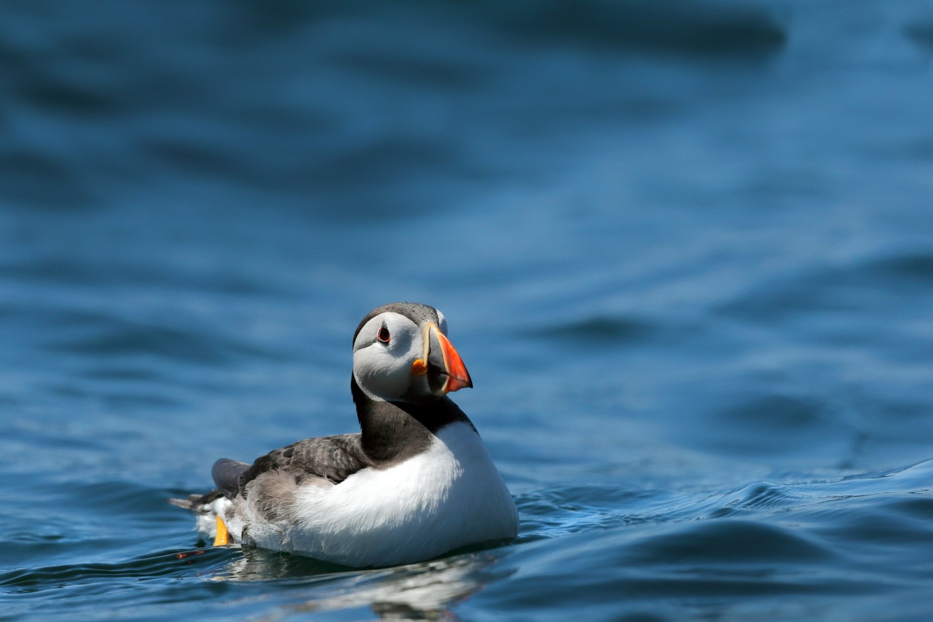 Download Bird Animal Puffin HD Wallpaper | 2048x1365 | Wallpaper Abyss