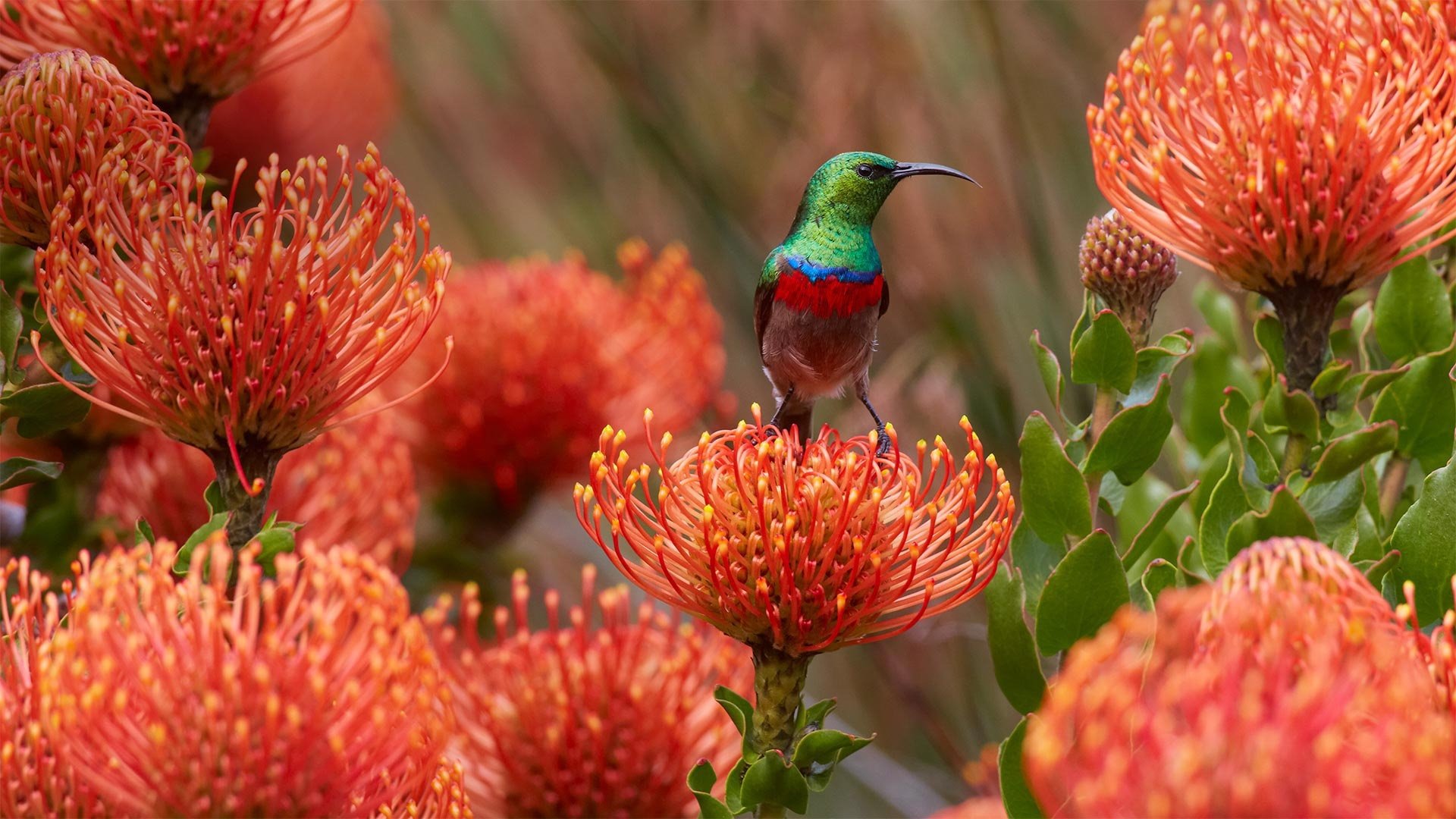 Radiant Hummingbird Amid Vibrant Blossoms – HD Nature Wallpaper