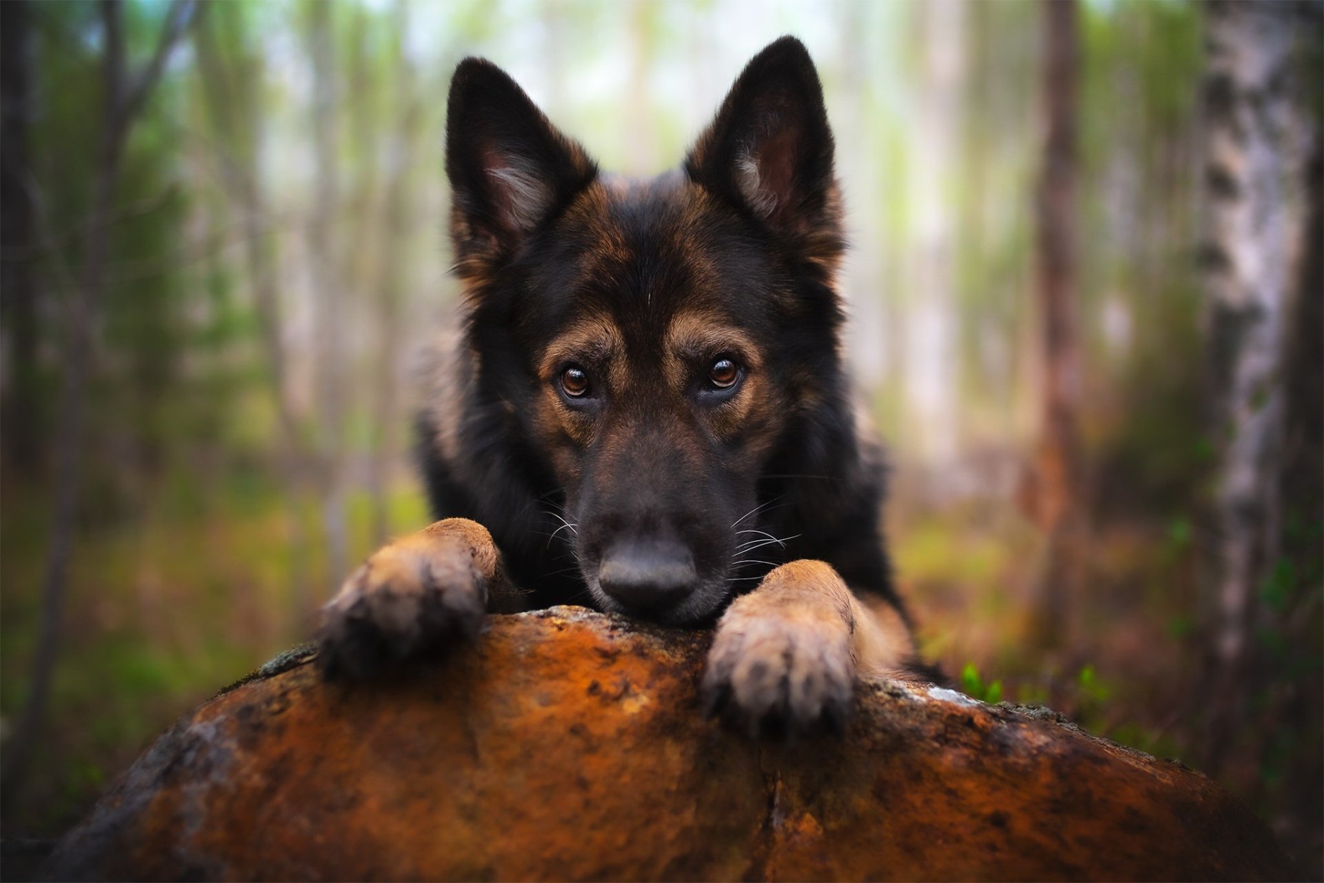 Download Depth Of Field Dog Animal German Shepherd HD Wallpaper ...