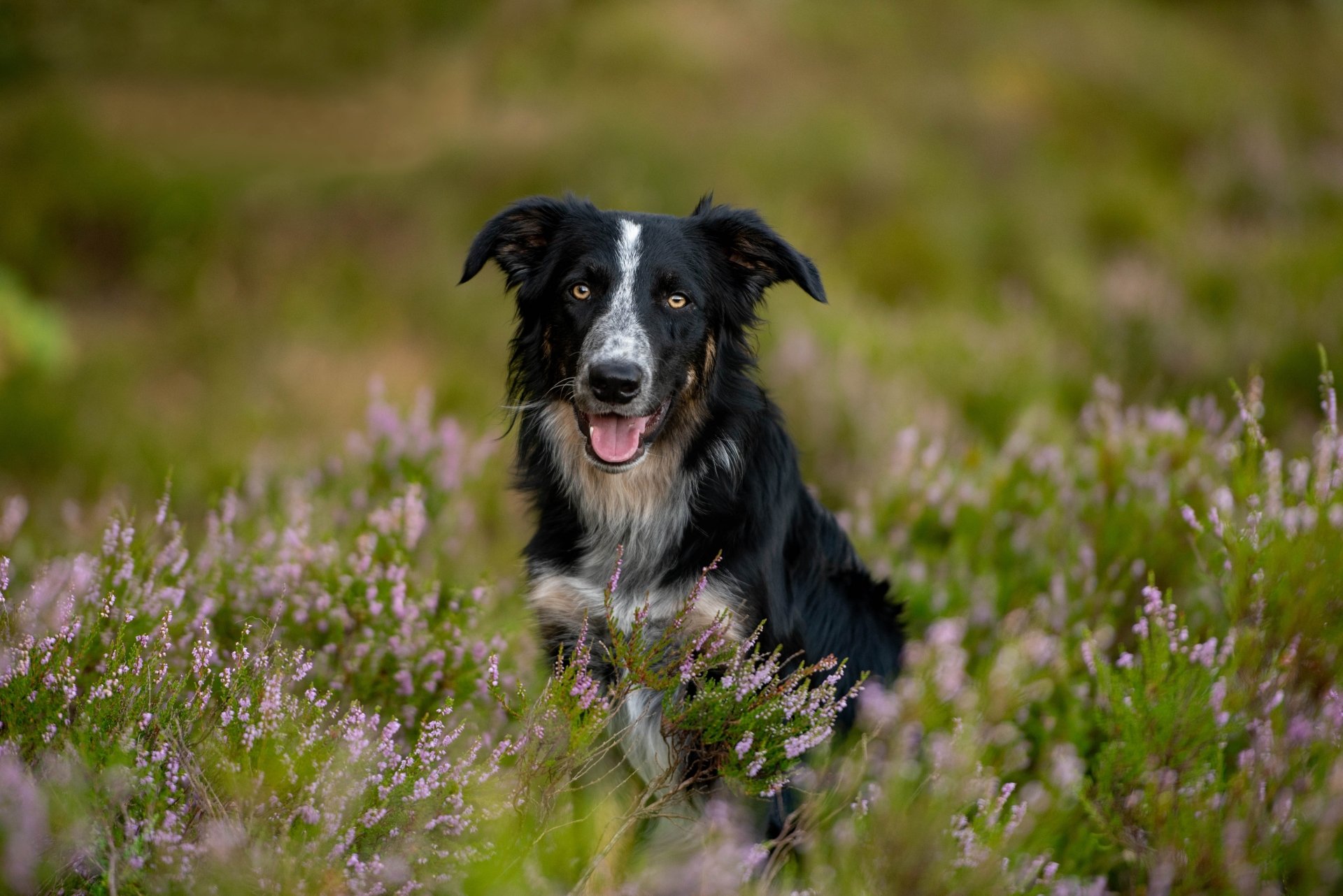 Download Dog Animal Border Collie 4k Ultra HD Wallpaper