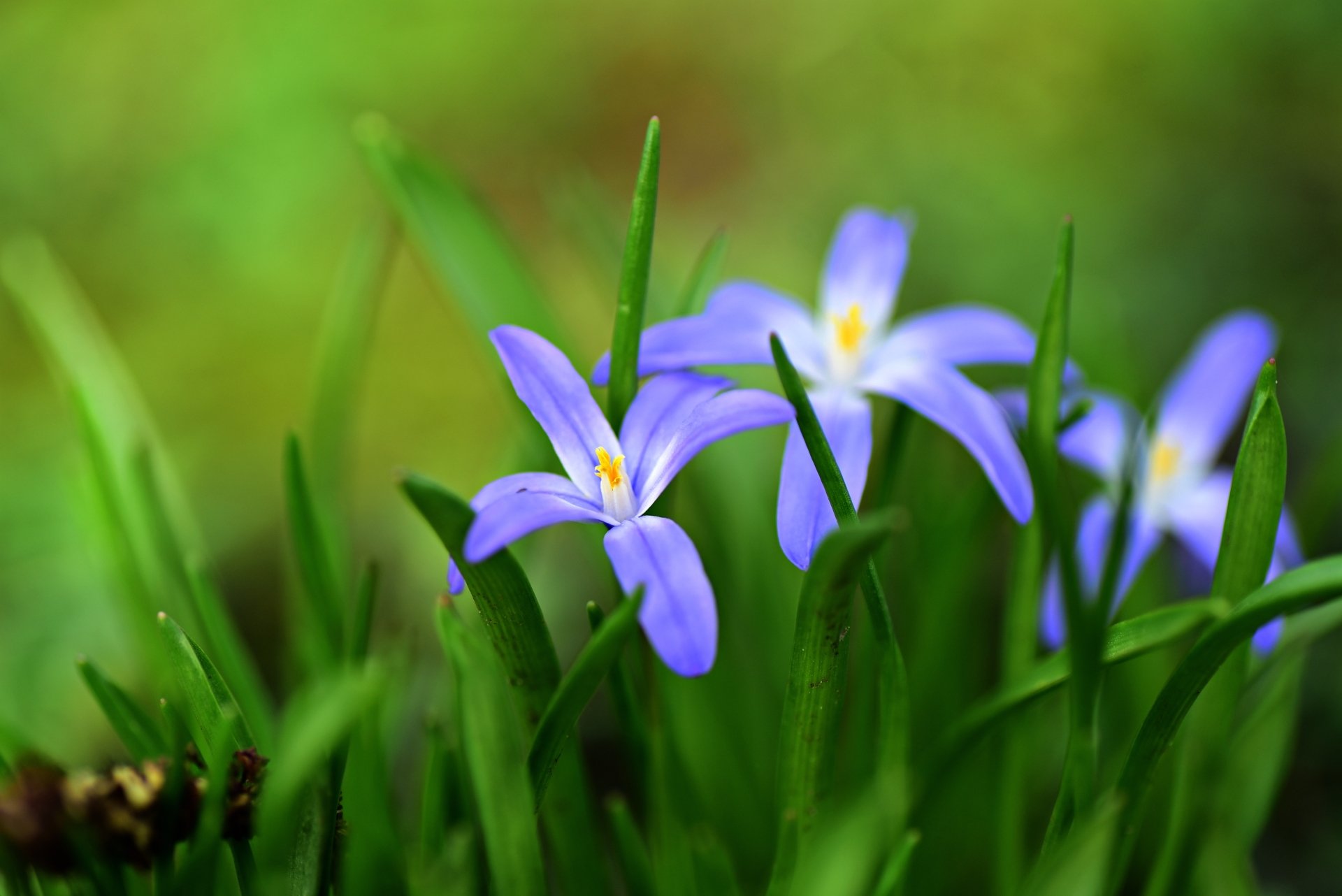Download Macro Spring Nature Flower 4k Ultra HD Wallpaper | 4900x3271 ...