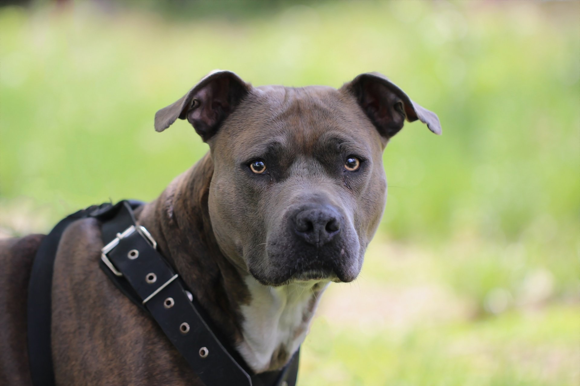 Download Animal Pit Bull HD Wallpaper