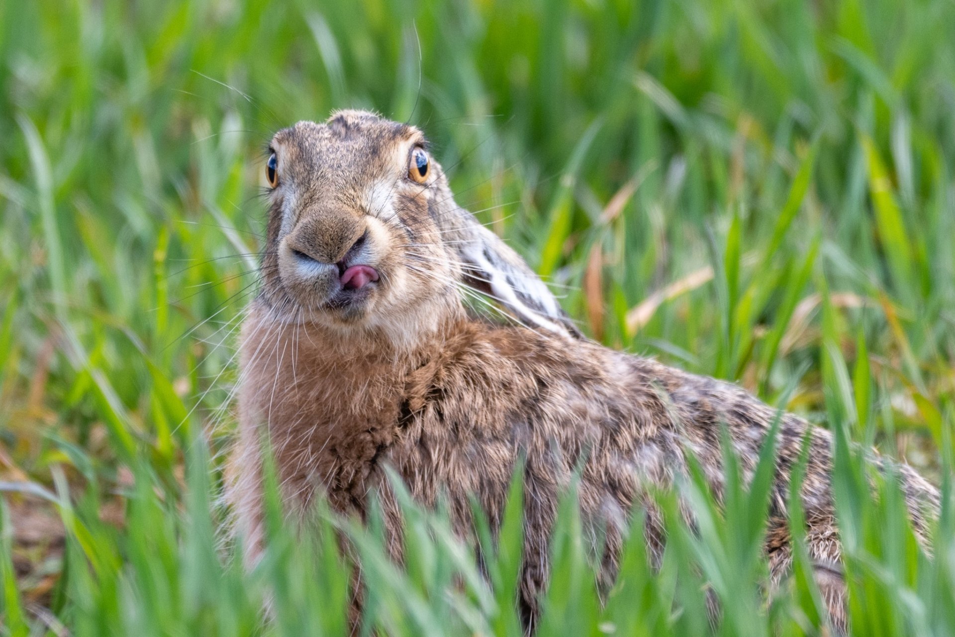 Download Animal Hare HD Wallpaper