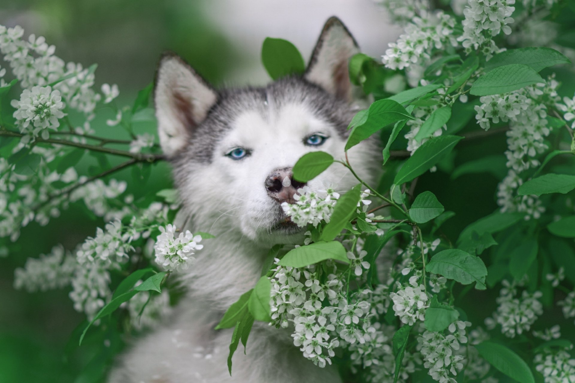 2K Quad HD Husky Wallpaper — Blue‑Eyed Dog (Animal) in Blossoms ...
