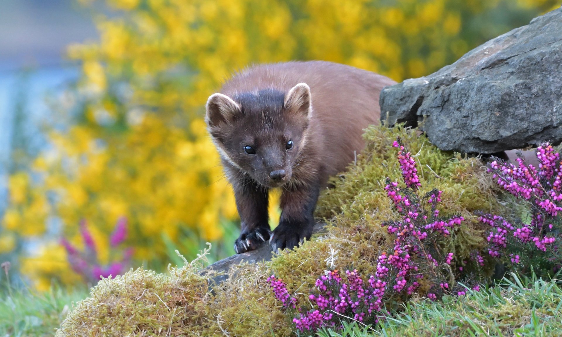 Download Animal Marten 4k Ultra HD Wallpaper