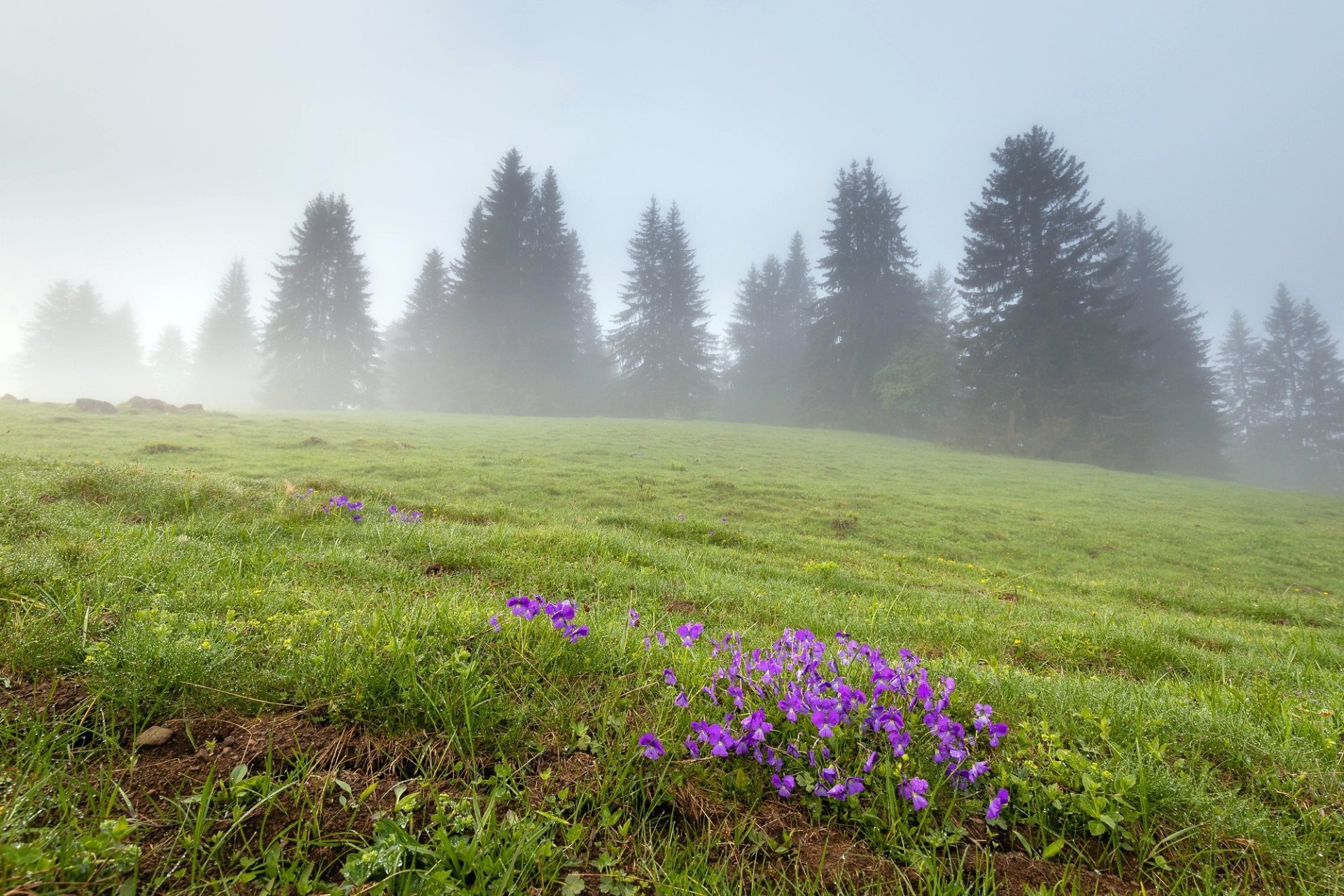 Download Flower Field Nature Fog HD Wallpaper