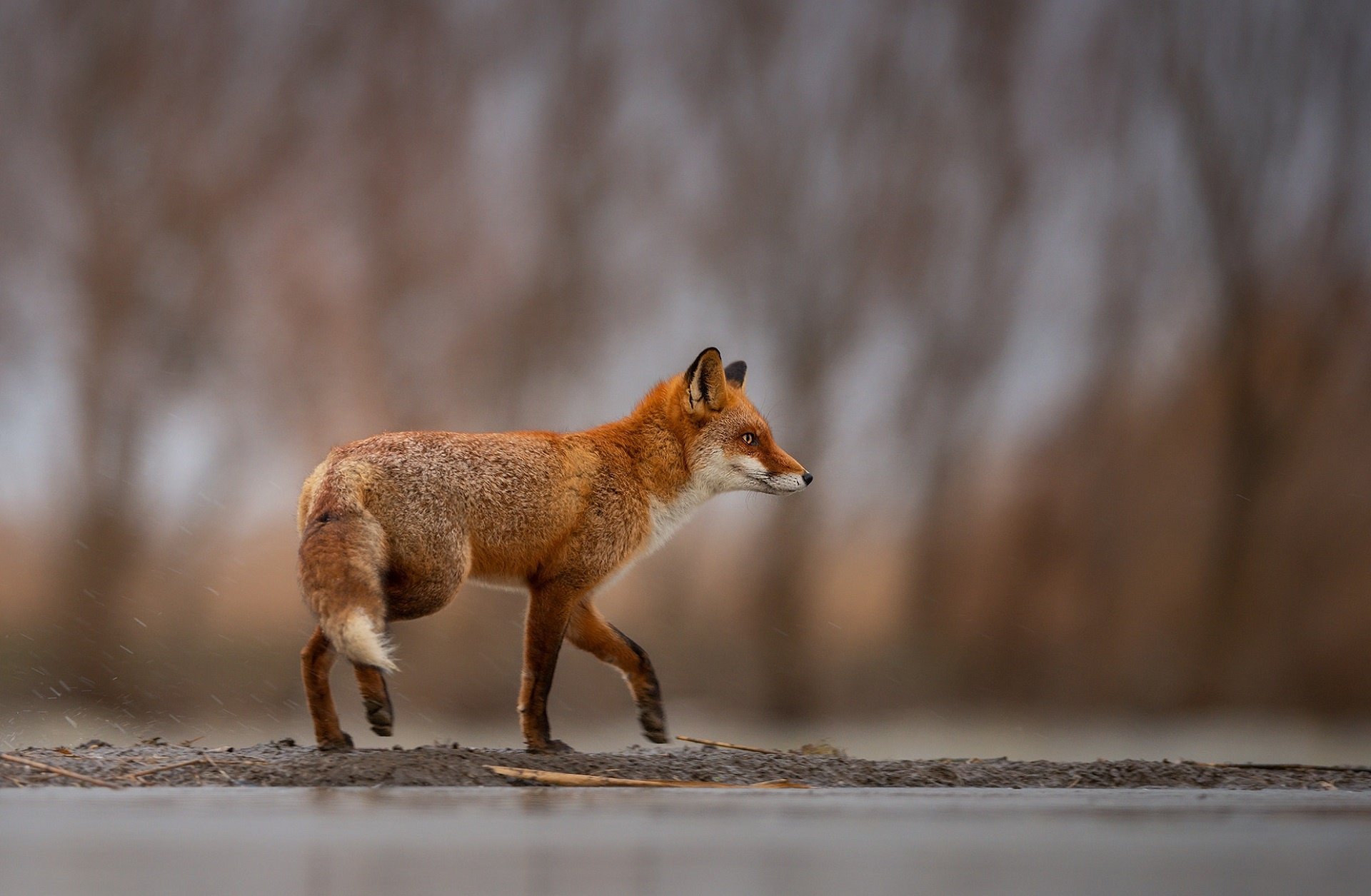 Download Animal Fox HD Wallpaper