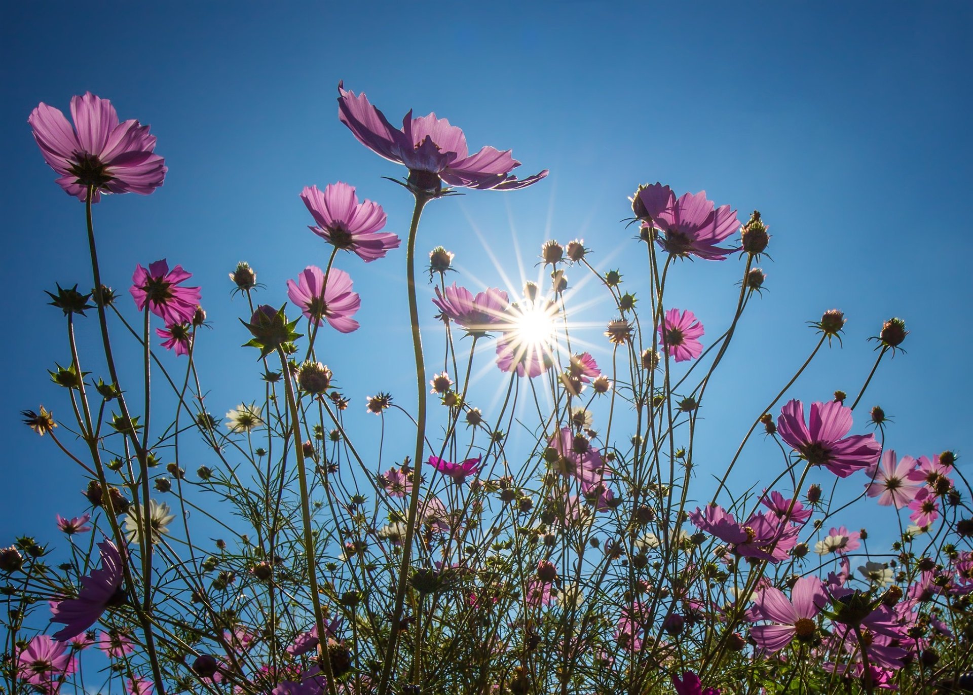 Download Nature Cosmos (Plant) HD Wallpaper