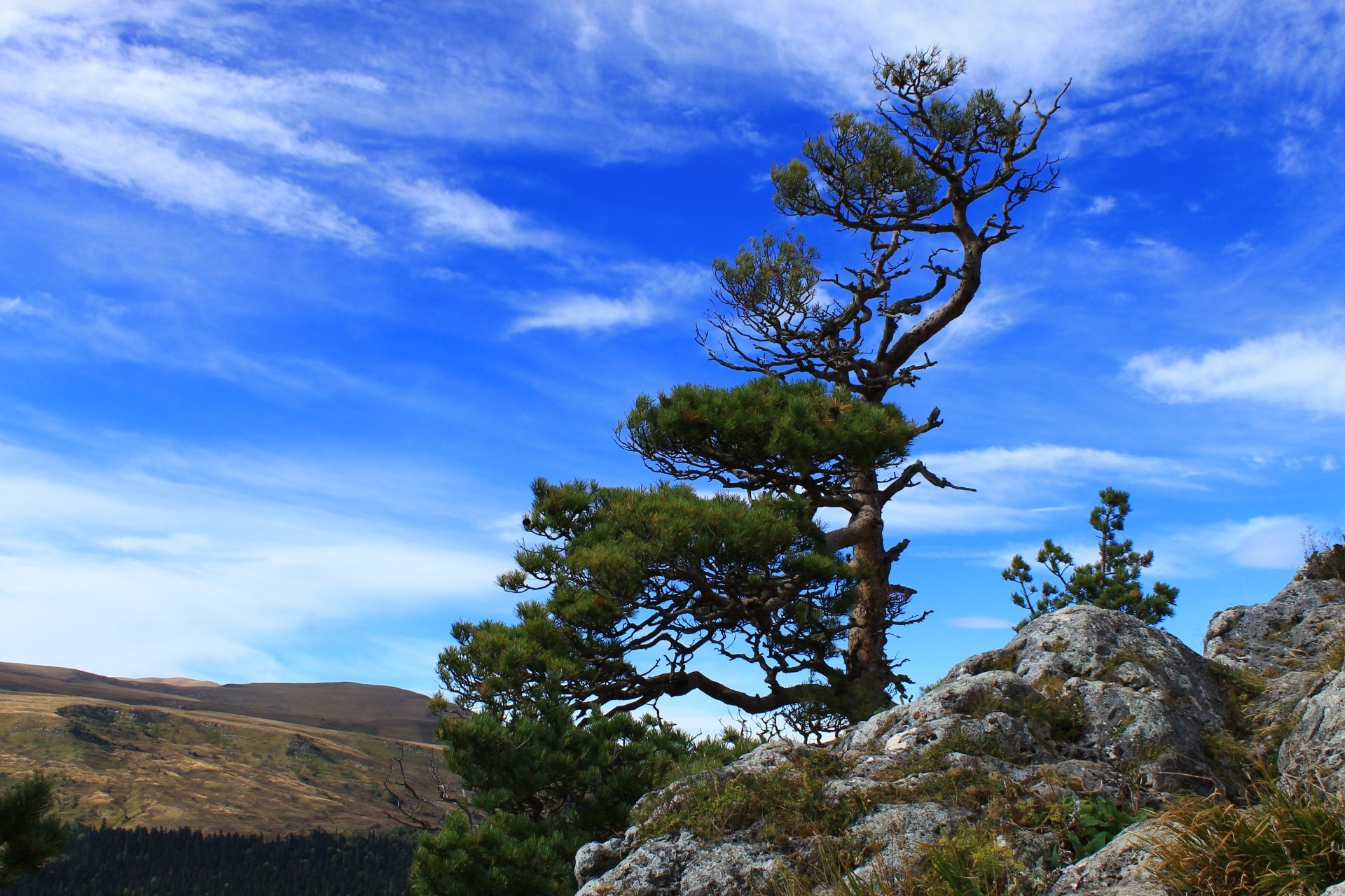 Download Pine Sky Nature Pine Tree 4k Ultra HD Wallpaper