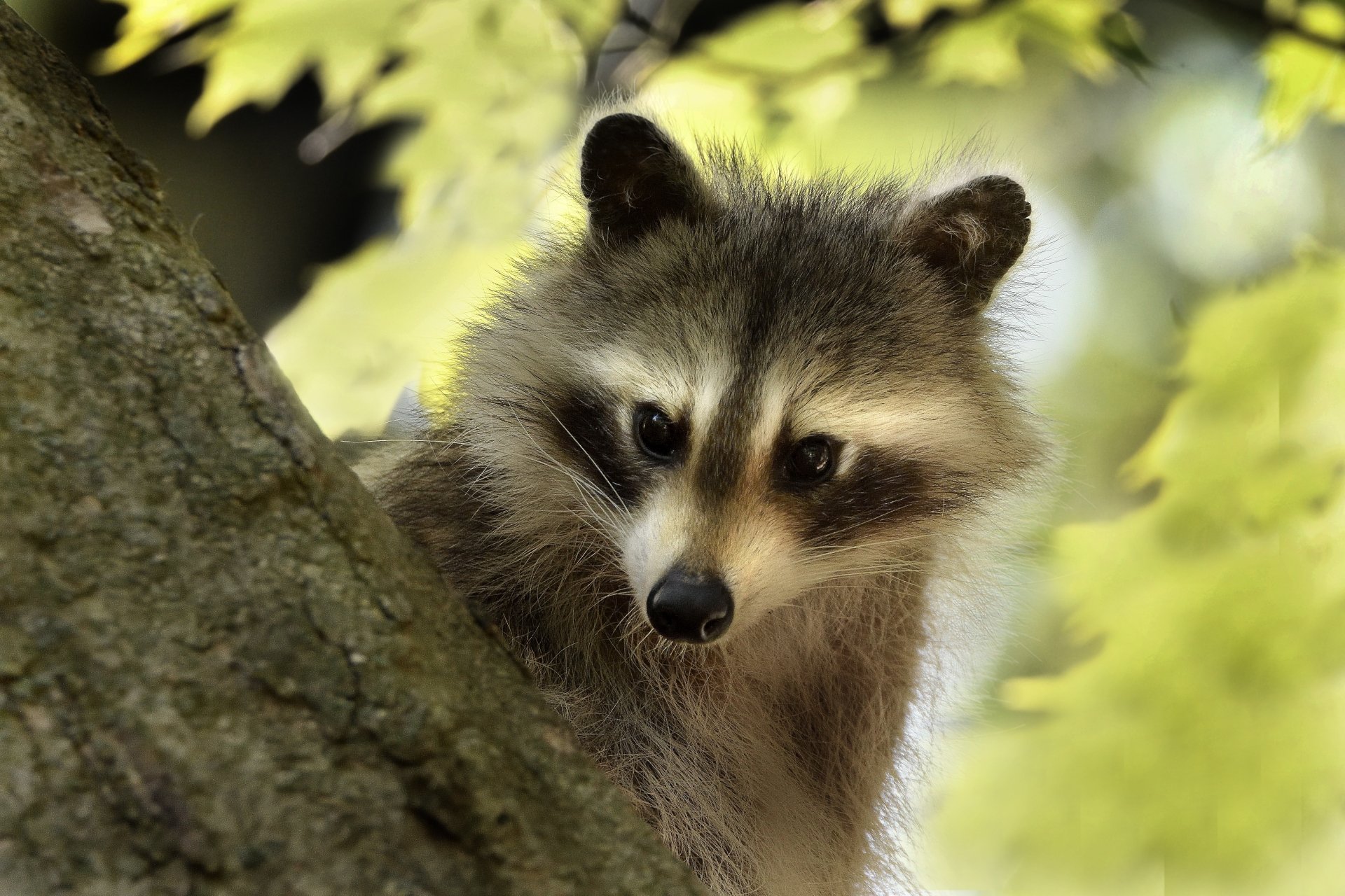 Download Animal Raccoon 4k Ultra HD Wallpaper
