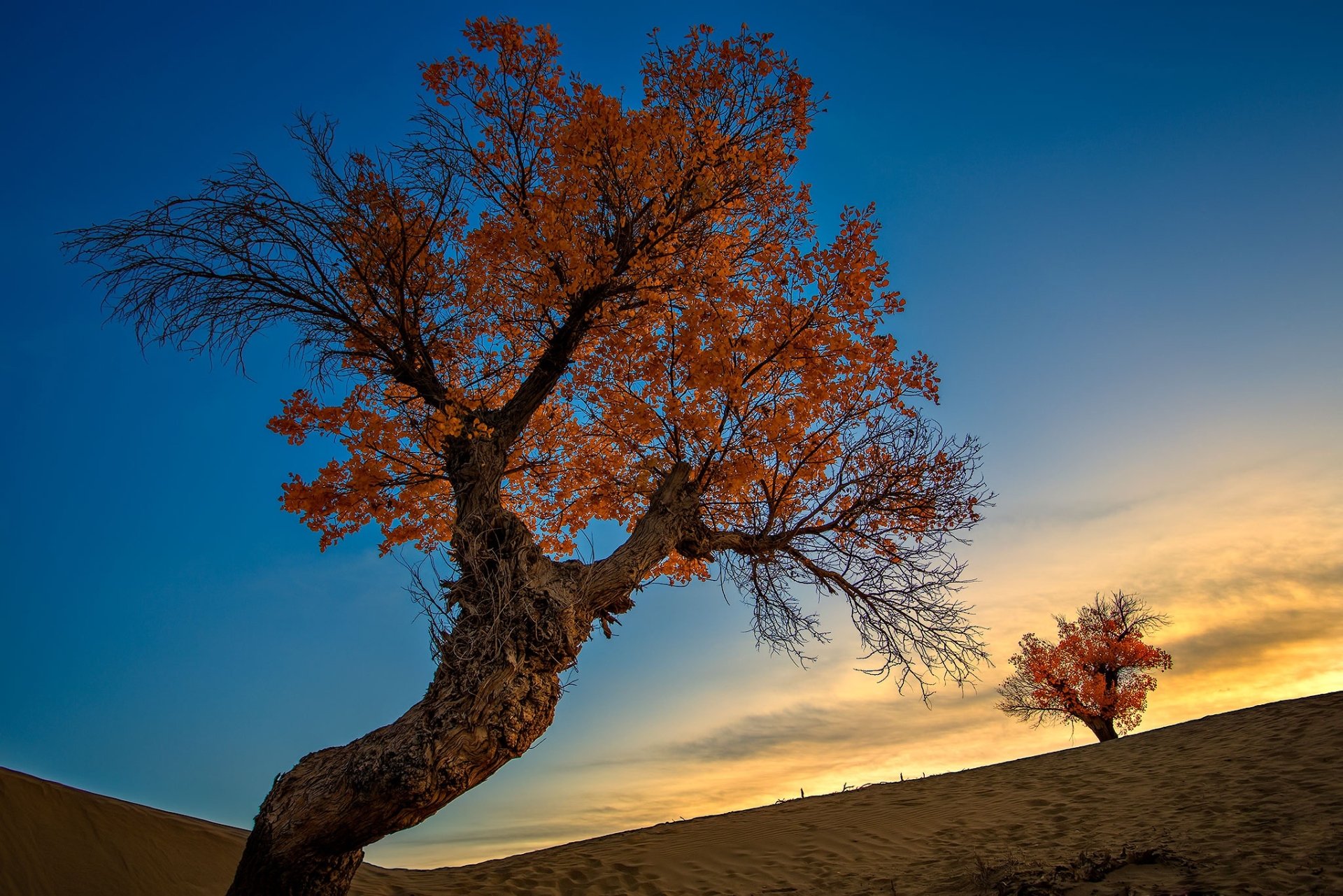 Download Fall Nature Tree HD Wallpaper | 2048x1366 | Wallpaper Abyss