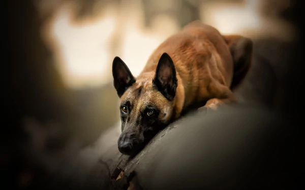 [20+] Belgian Malinois Wallpapers