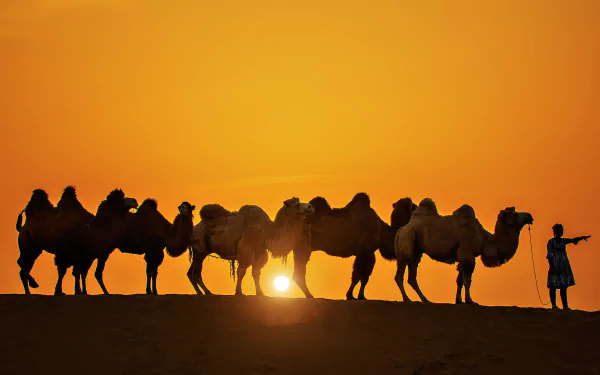 **Sunset Caravan: A Serene HD Wallpaper of Camels on the Beach**