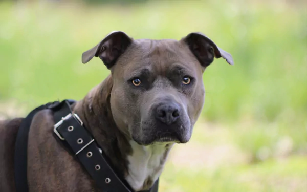 Download Pit Bull Dog Animal American Pit Bull Terrier HD Wallpaper