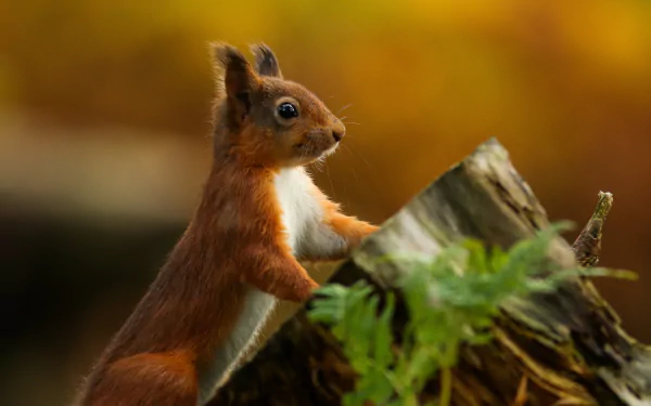 [250+] Squirrel 4k Wallpapers