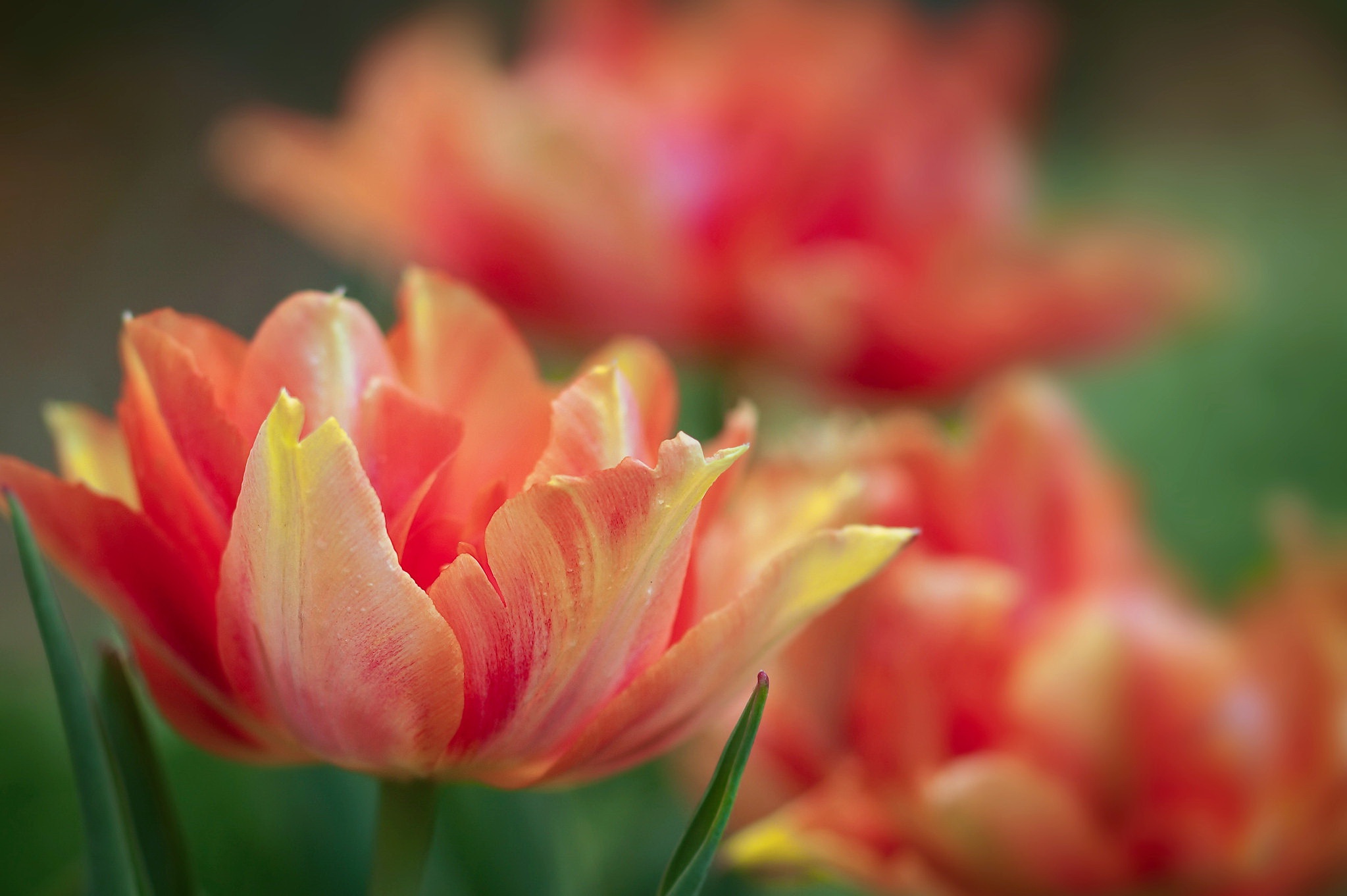 Download Nature Tulip HD Wallpaper